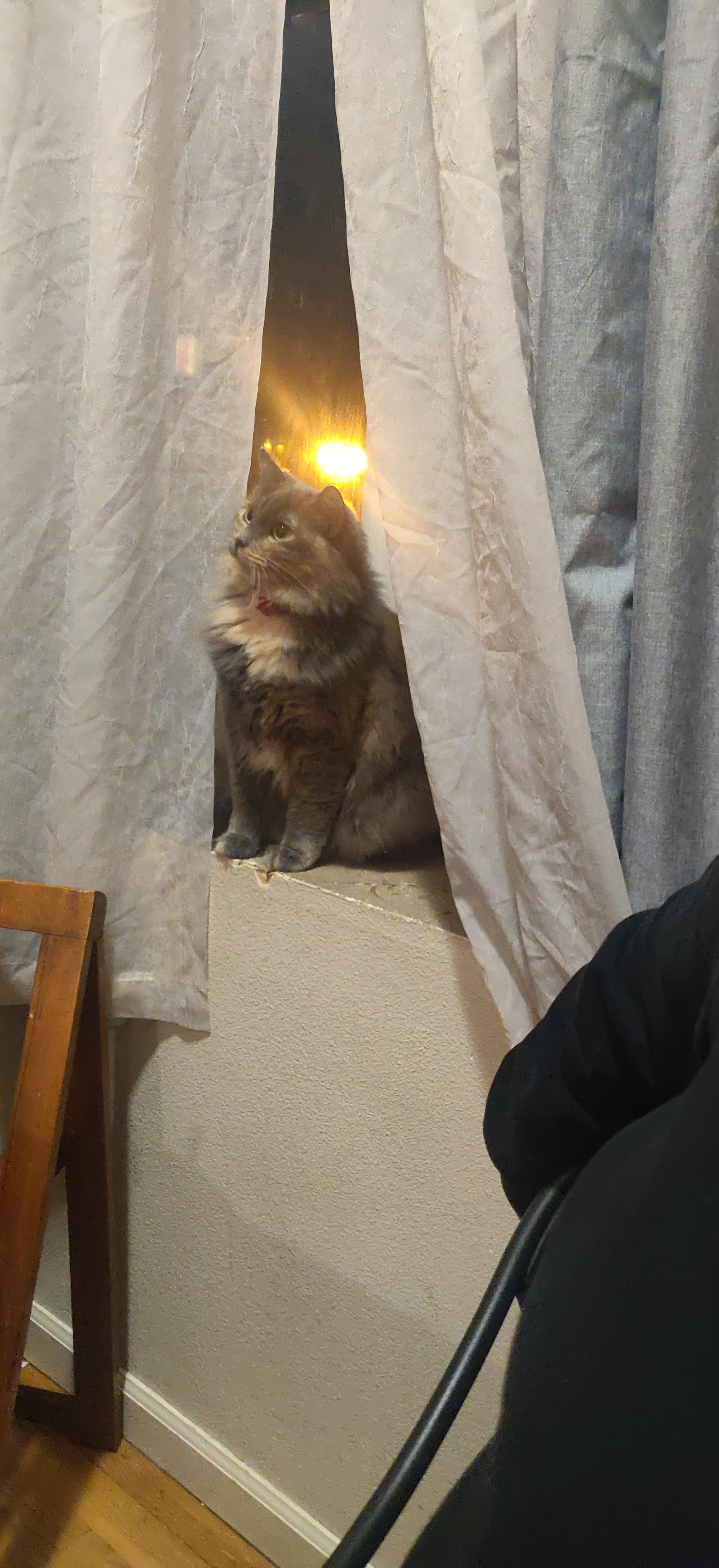 My cat has an idea | Scrolller