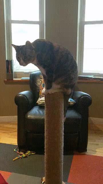 My cat likes to grab her tail while perched on a scratching post | Scrolller