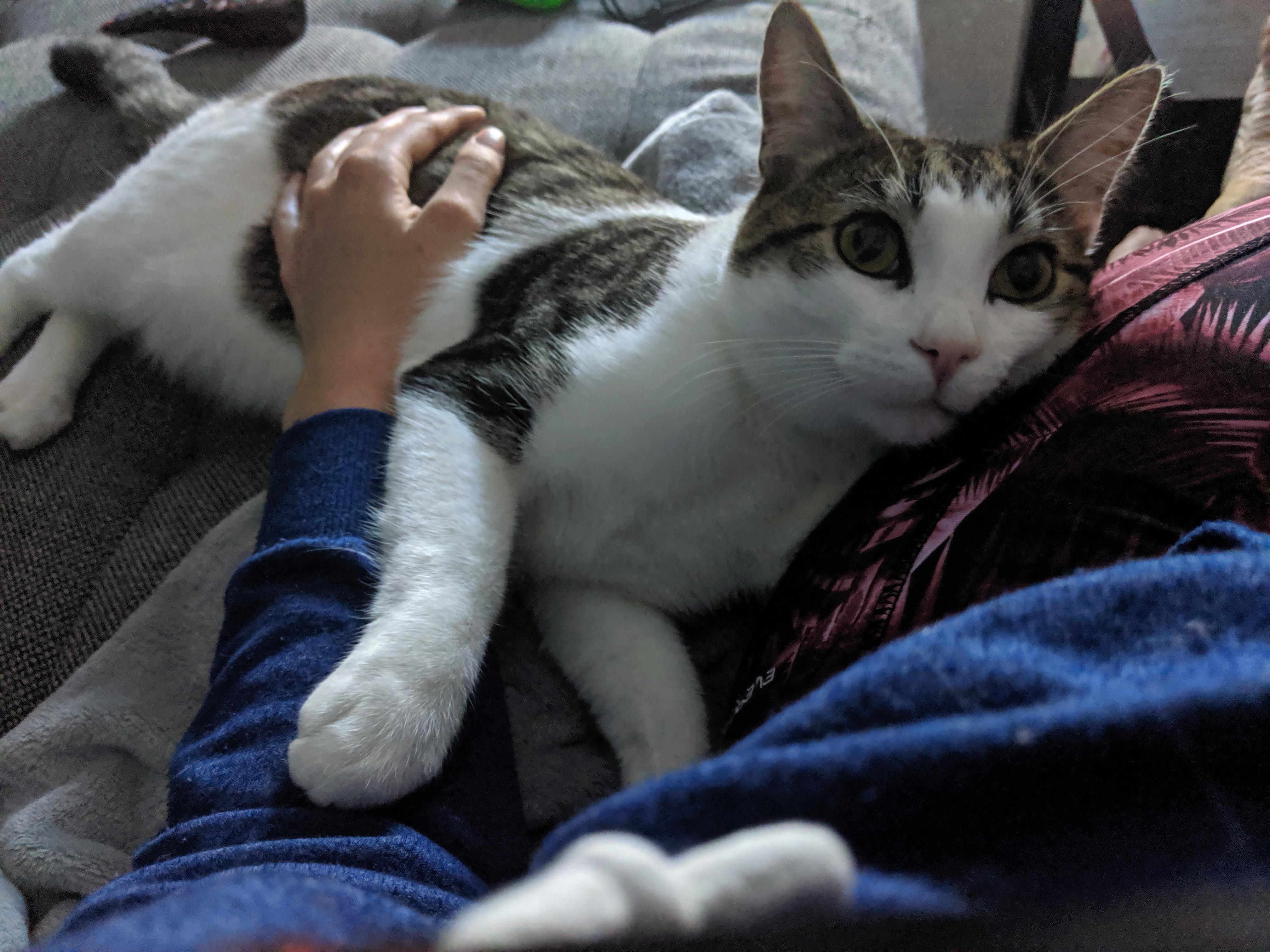 My cat 'mirin me while having a cuddle after dinner | Scrolller