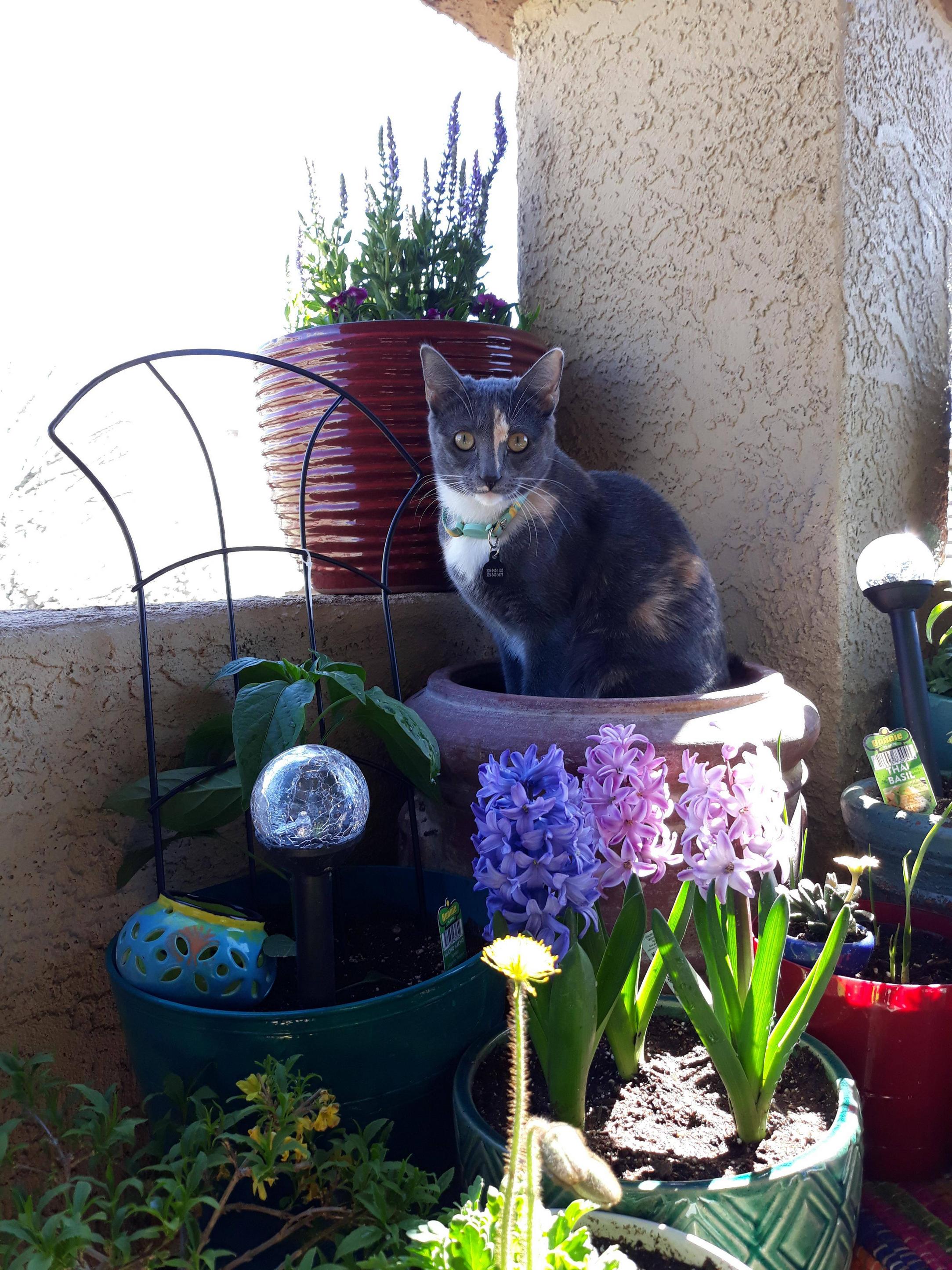 My Cat plant is growing nicely! | Scrolller
