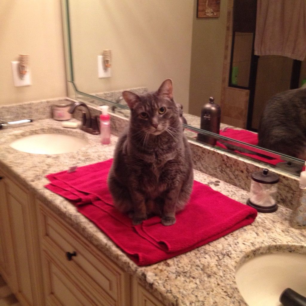 My cat Roo, loves to watch my gf get ready for work. It's their alone time, he gets annoyed when ...