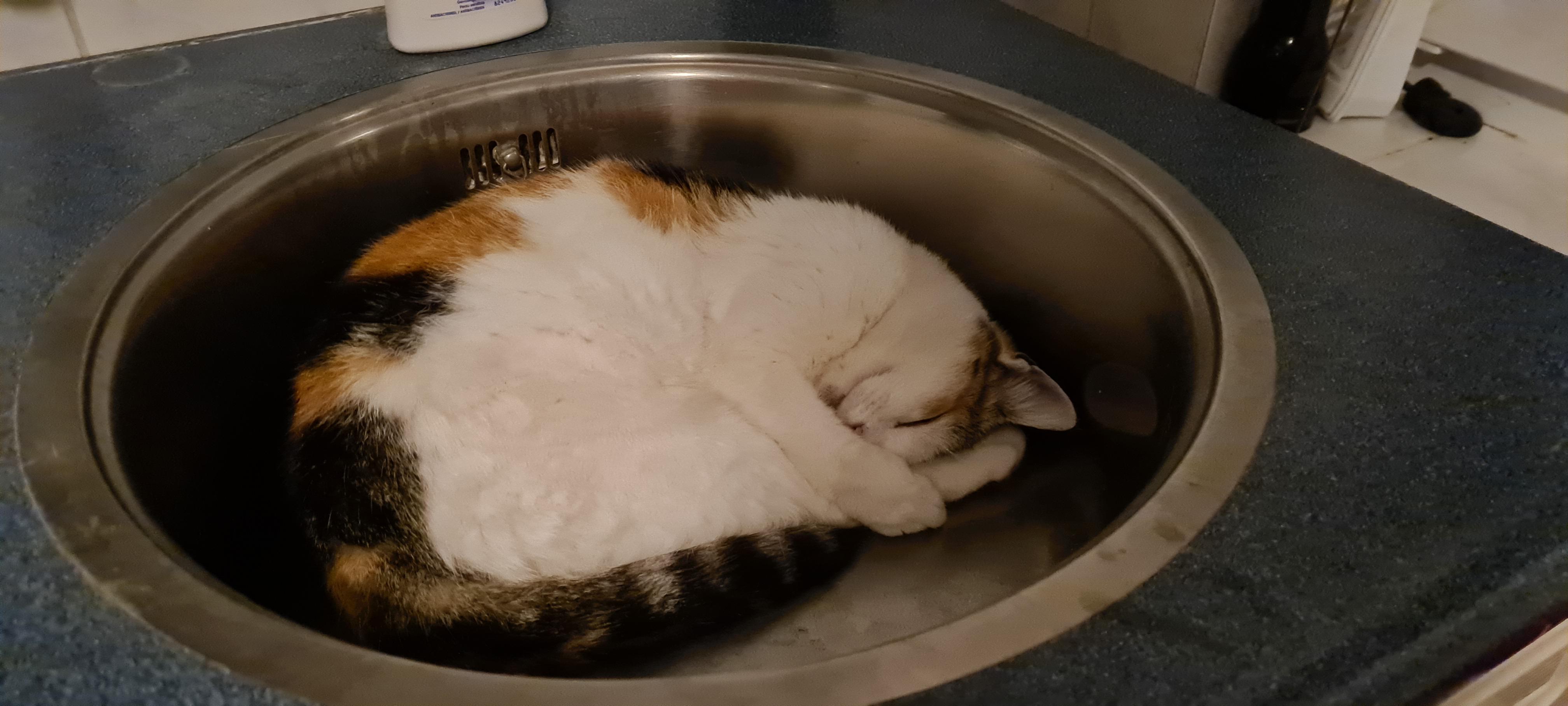 My cats favourite place. The sink... | Scrolller
