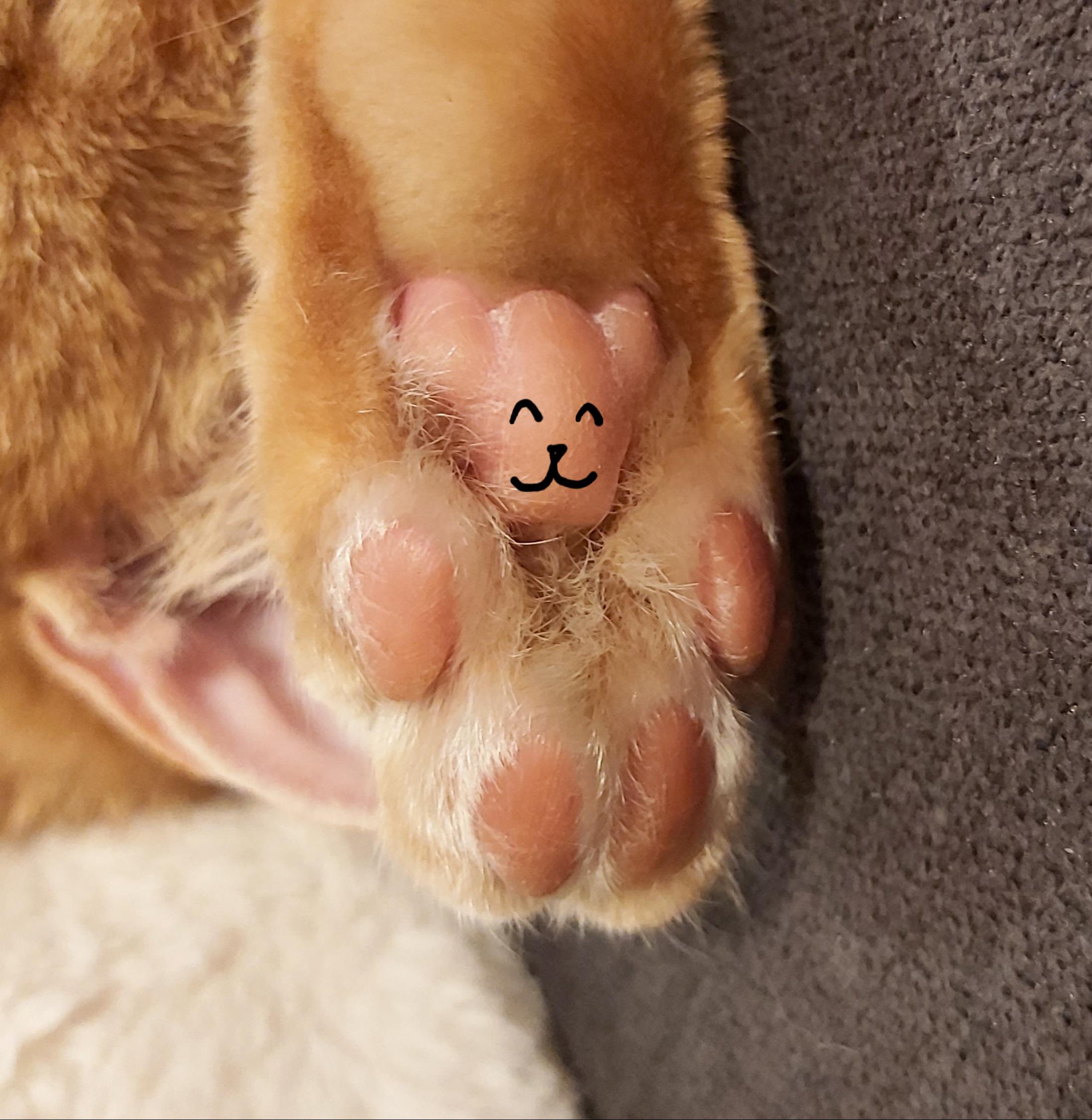 My cat's incredibly cute Paw Bear | Scrolller