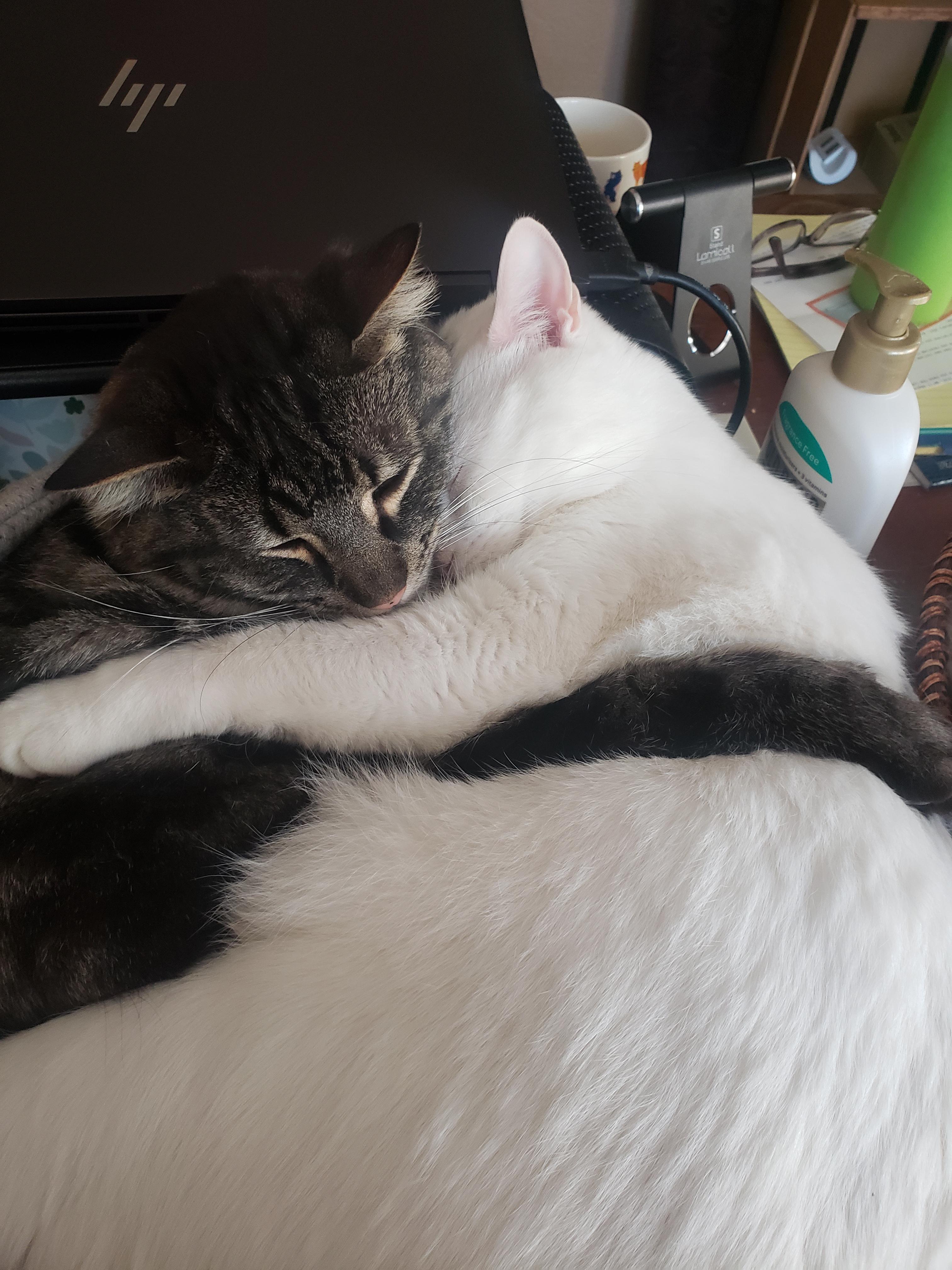 My cats very much love each other. | Scrolller