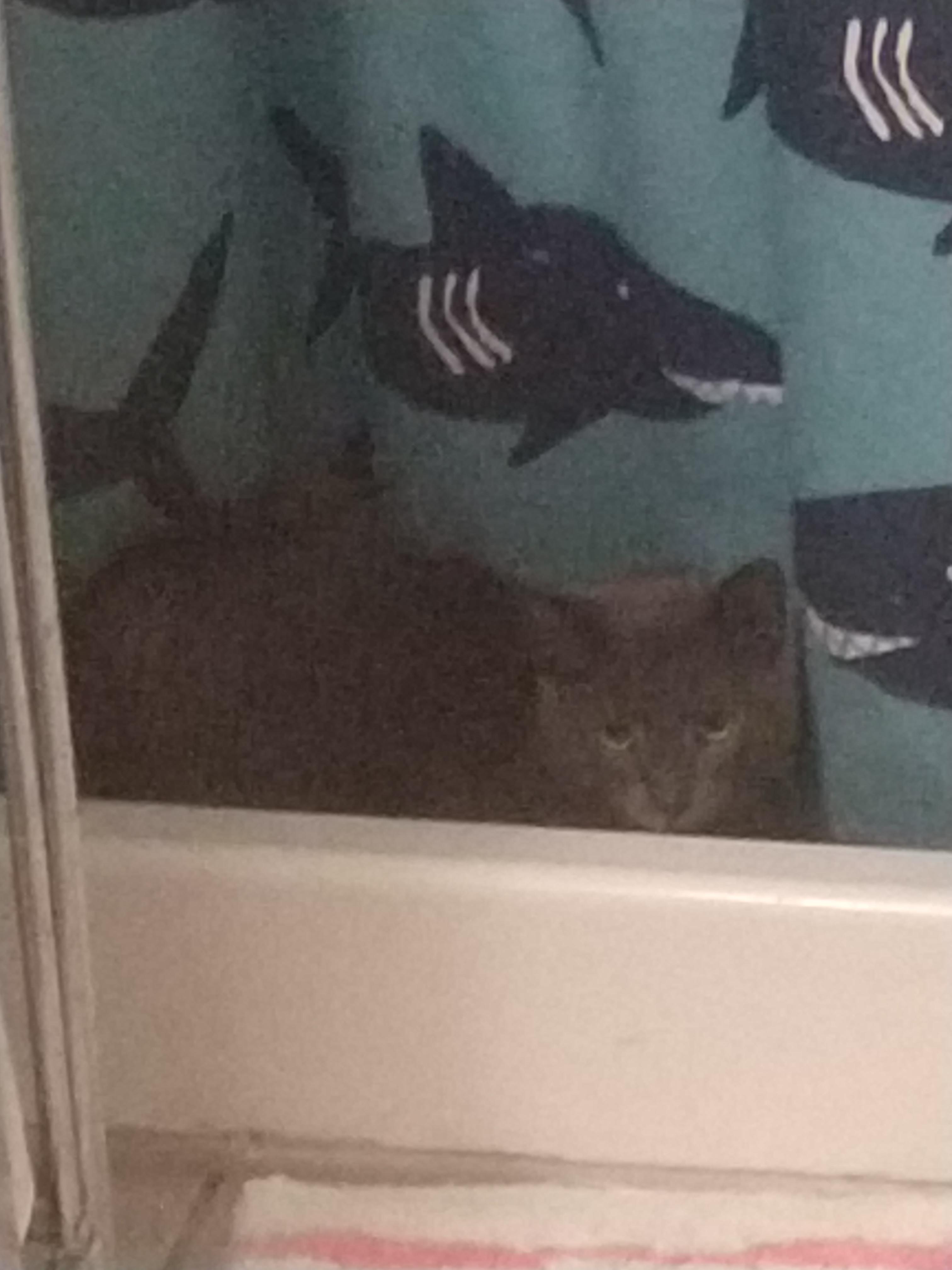 My catto in shower | Scrolller