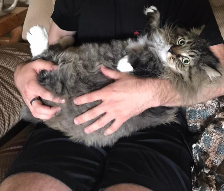 My Chonky boi | Scrolller