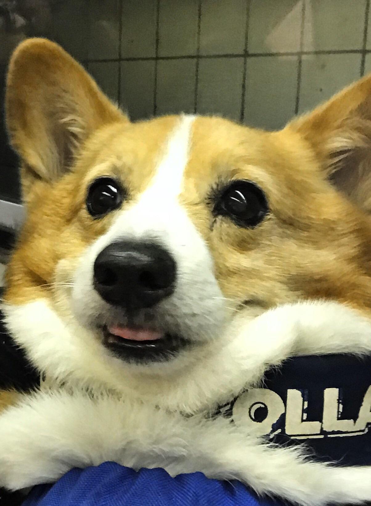 My corgi on the subway | Scrolller