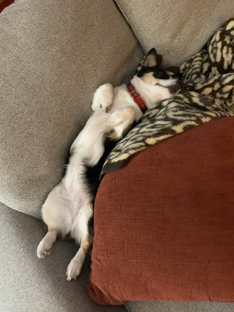 my derpy corgi | Scrolller