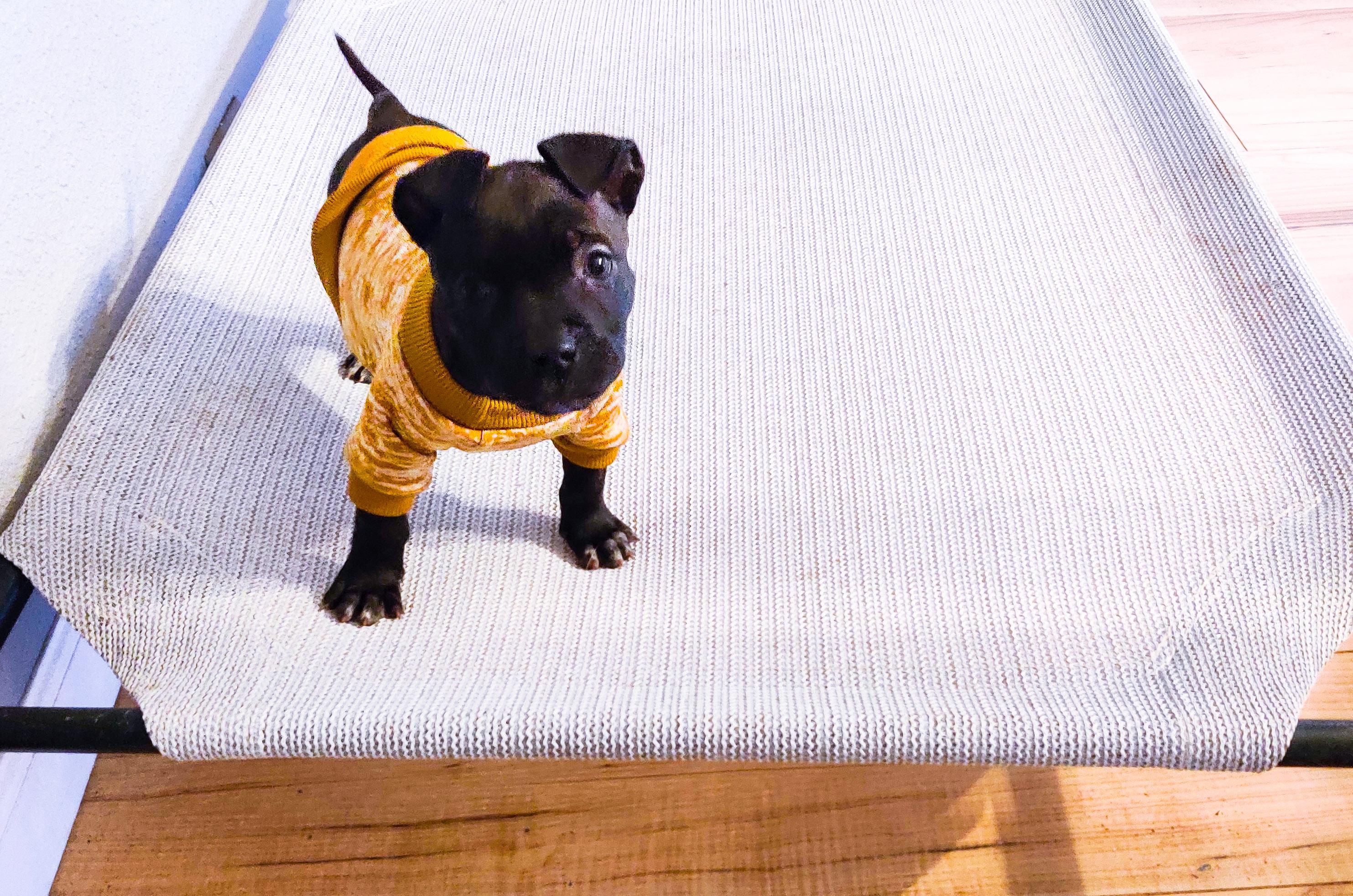 My current foster puppy giving the place beds a try for the first time. | Scrolller