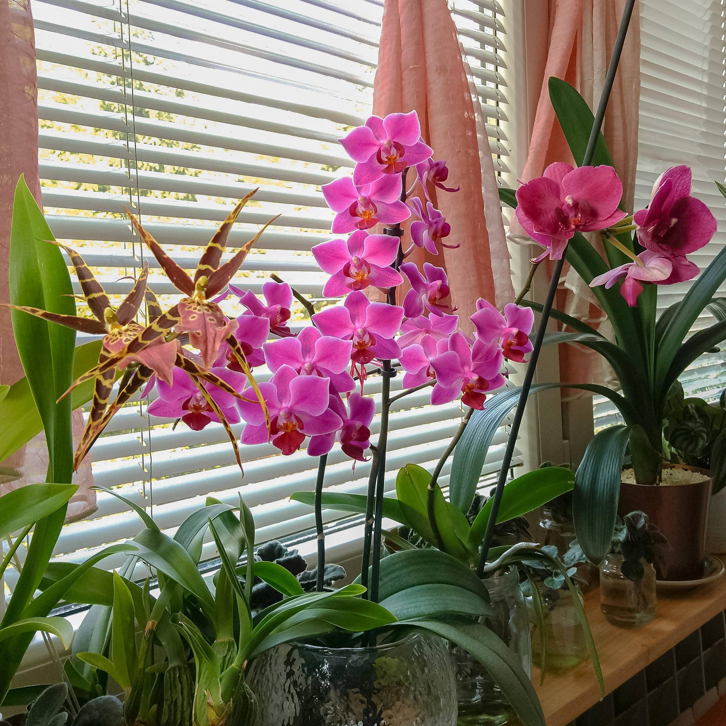 My currently in bloom orchids 🥰 | Scrolller