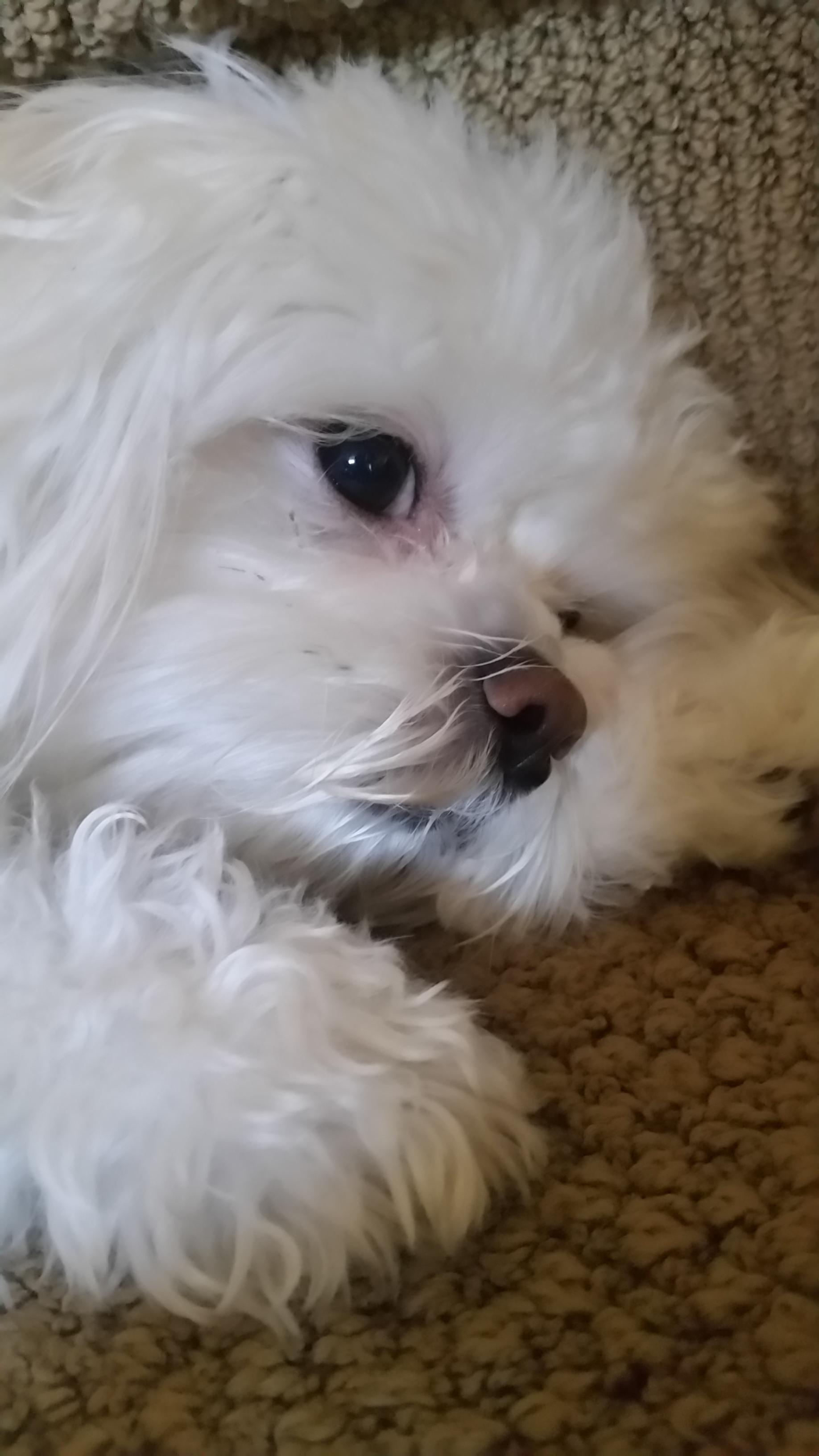 My dearest macy | Scrolller