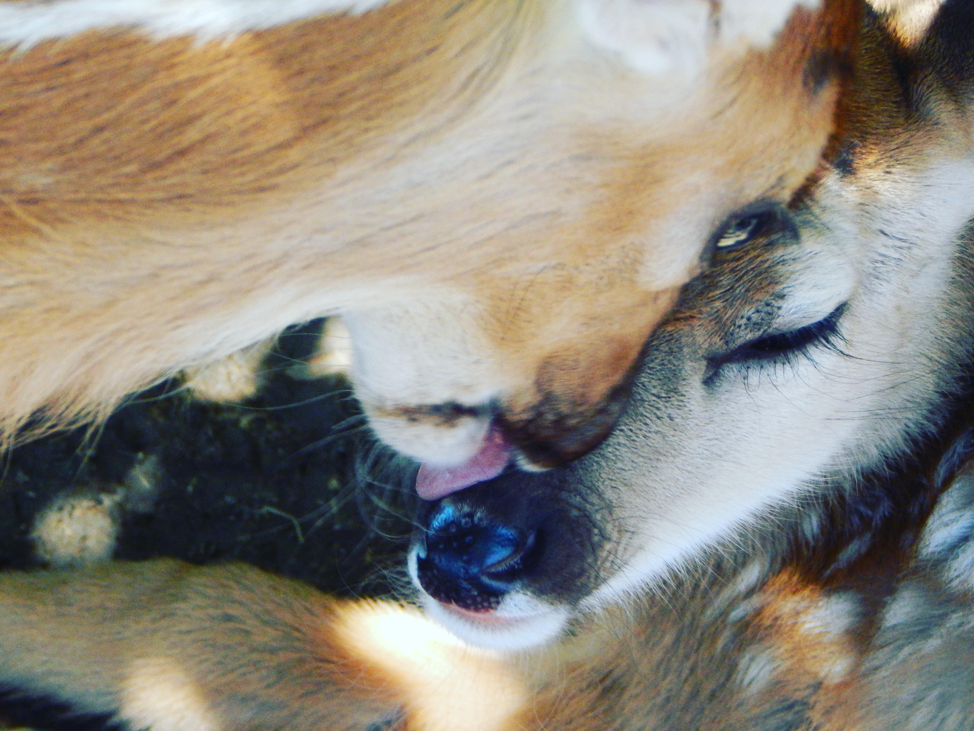 My deer ️ | Scrolller