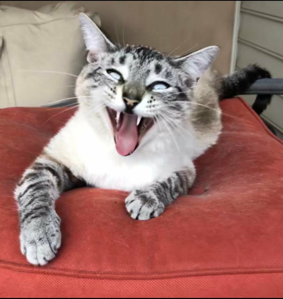 My derpy cat | Scrolller