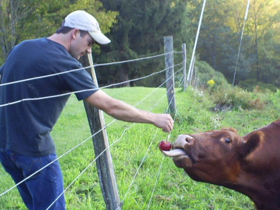 my derpy heifer (x-post from r/Cows) | Scrolller