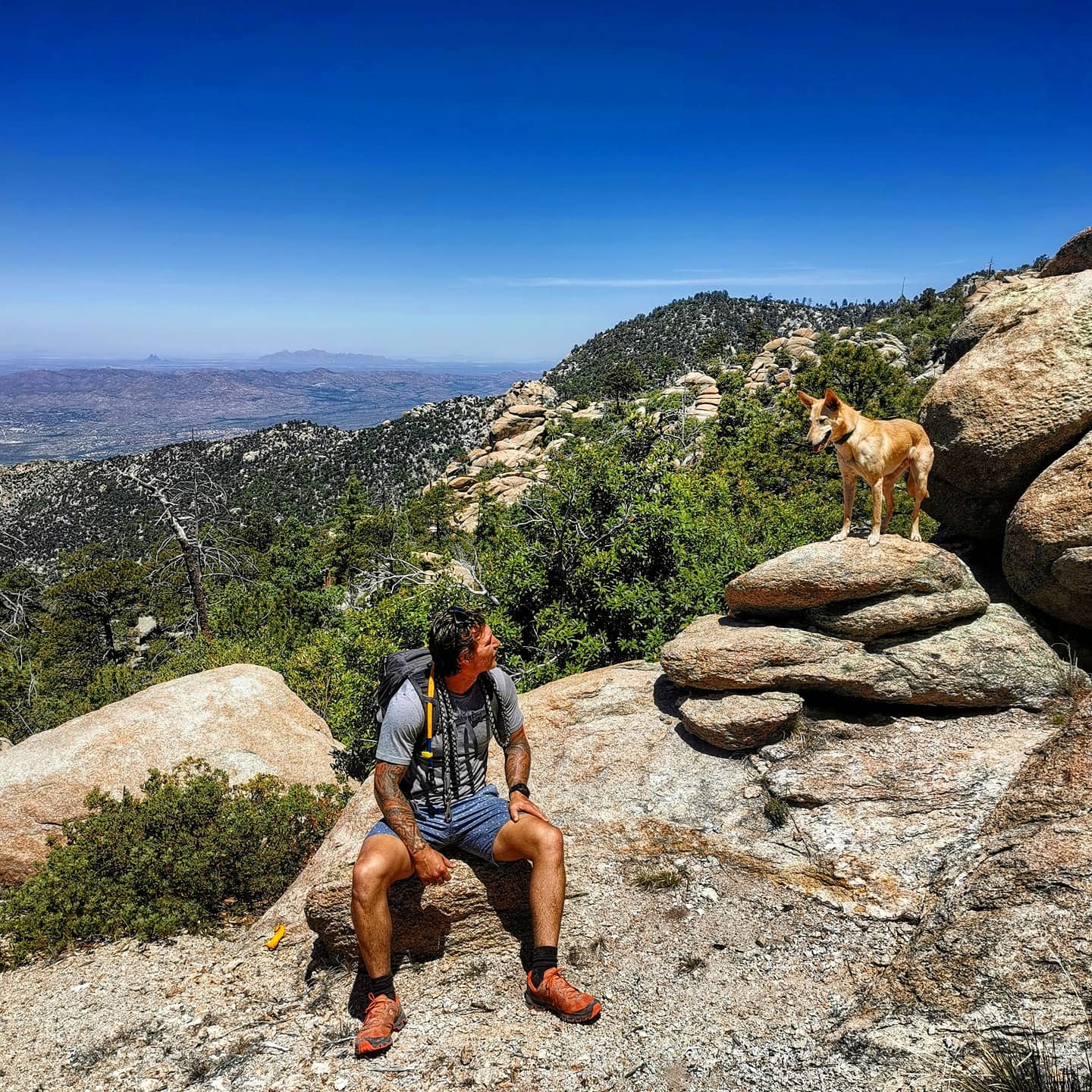 My doggo and I hiked 20km up Mount Lemmon this weekend!! 6.5 hours of the Arizona sun drained us ...
