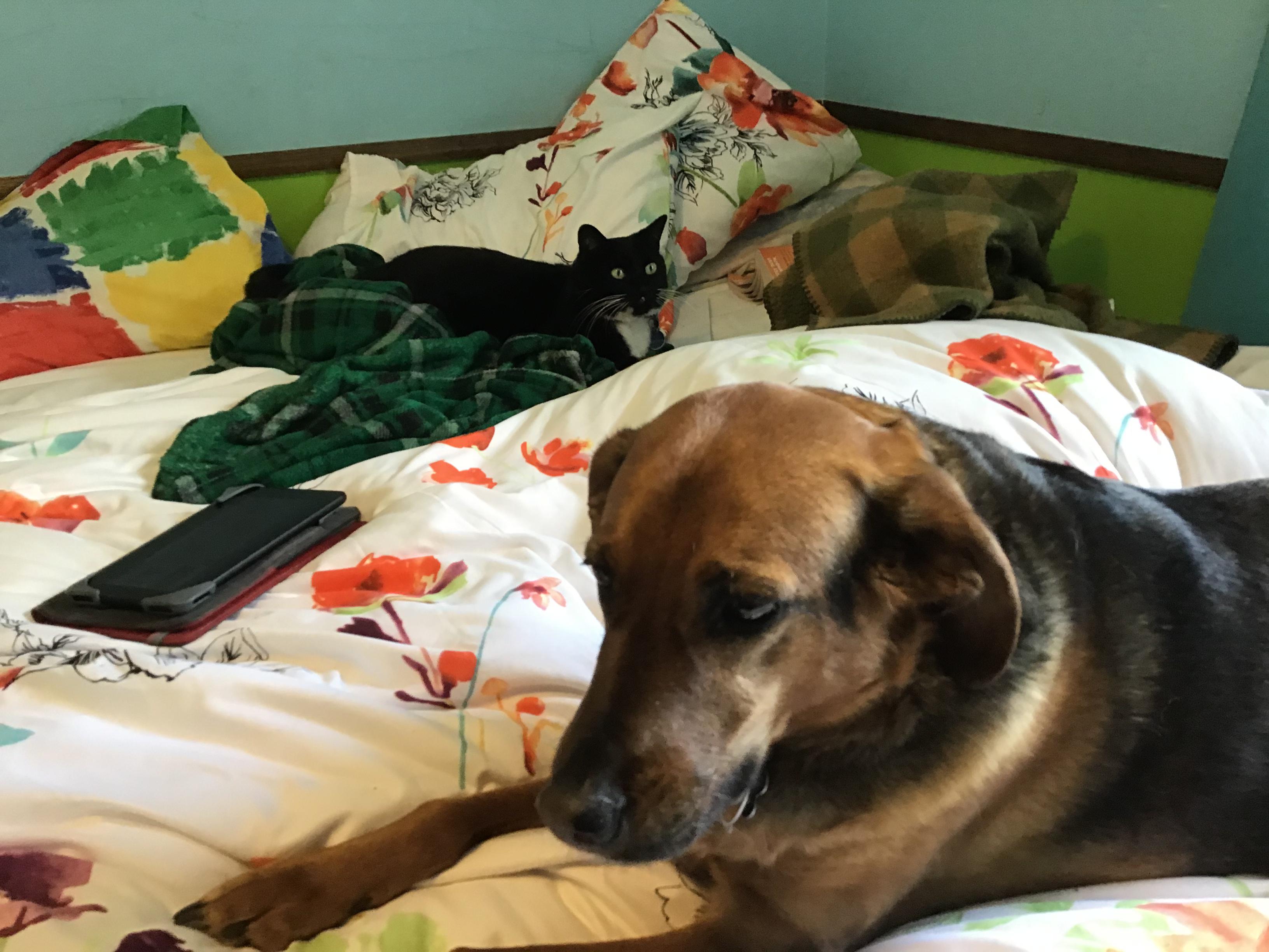 My doggo + bonus kitten | Scrolller