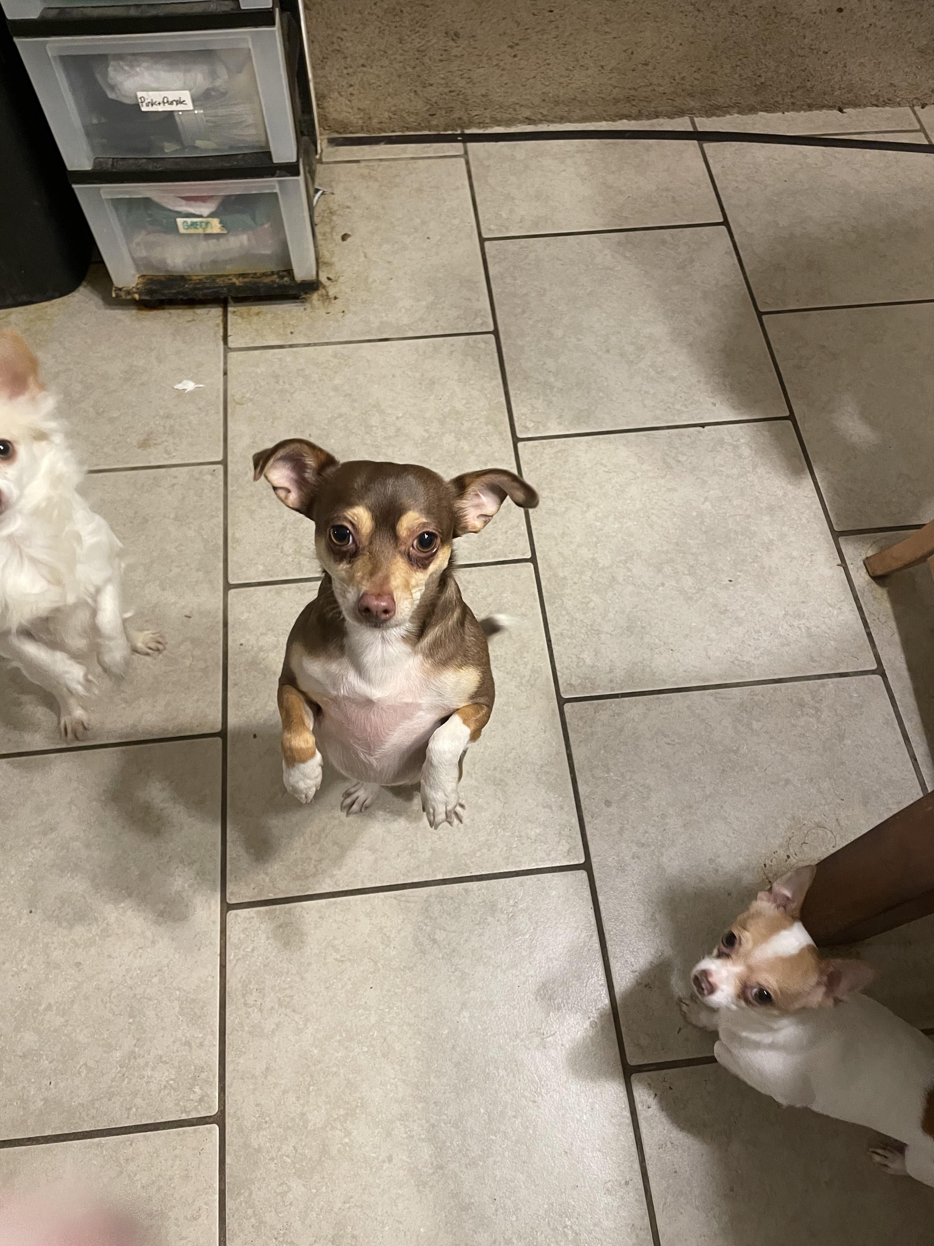 My dogs begging for food | Scrolller