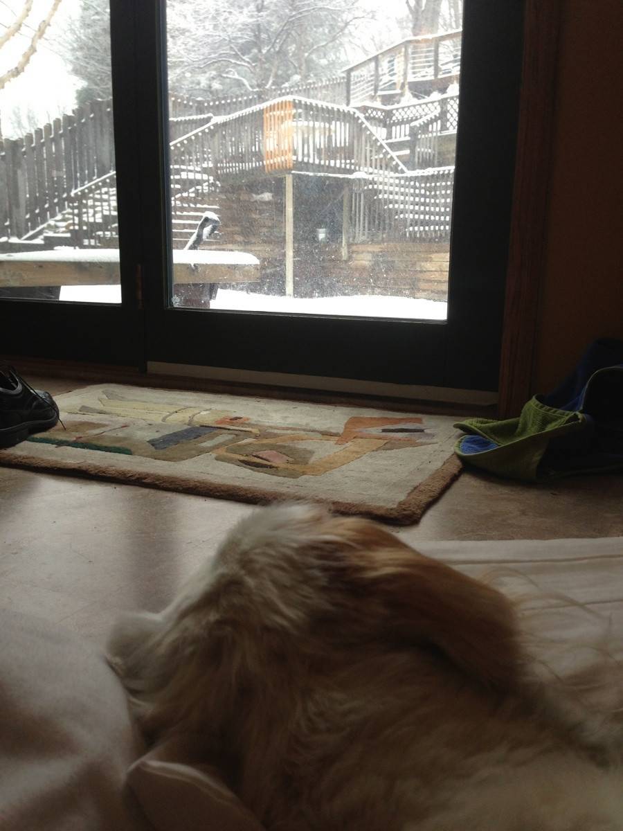 My dogs last look at the world. | Scrolller