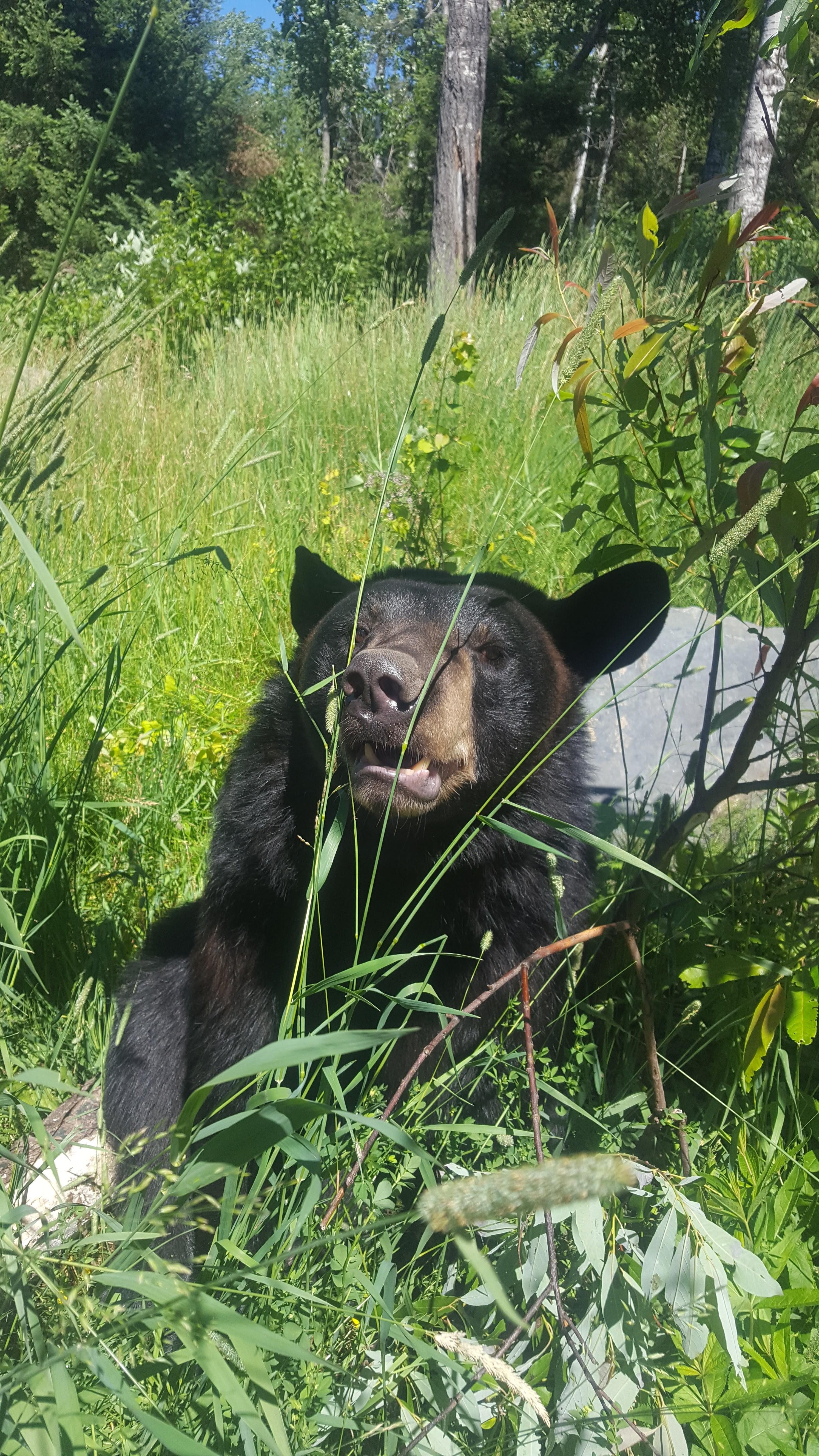 My favorite bear liked to pull (not eat) Timothy grass in her free time. I don't like invasives ...