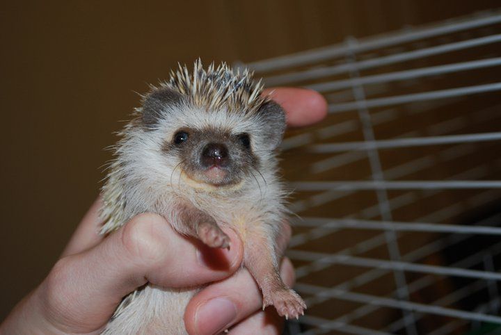 My favorite pic of my Hedgehog. Her name is Knives. | Scrolller