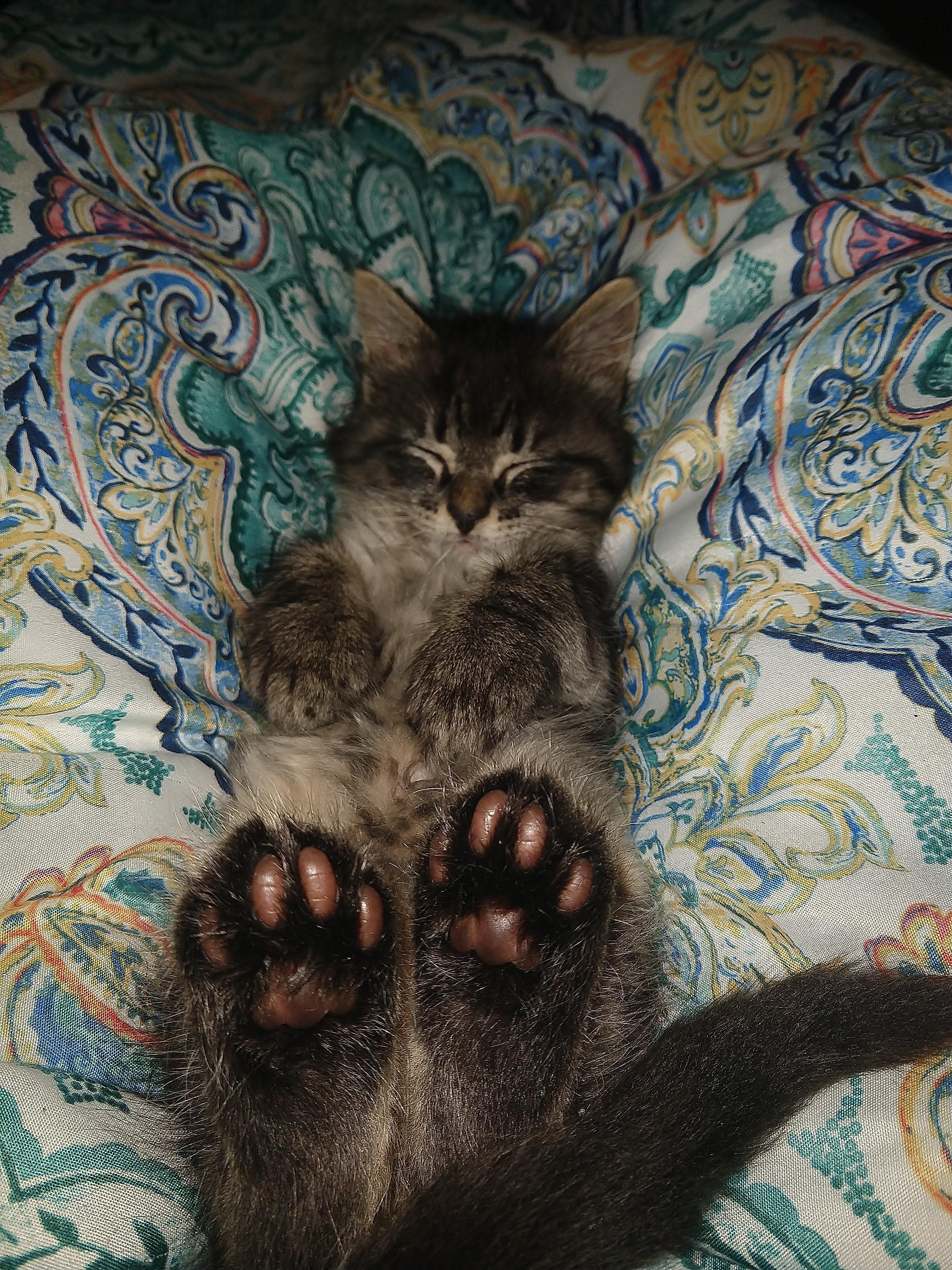 My favorite toe beans! | Scrolller