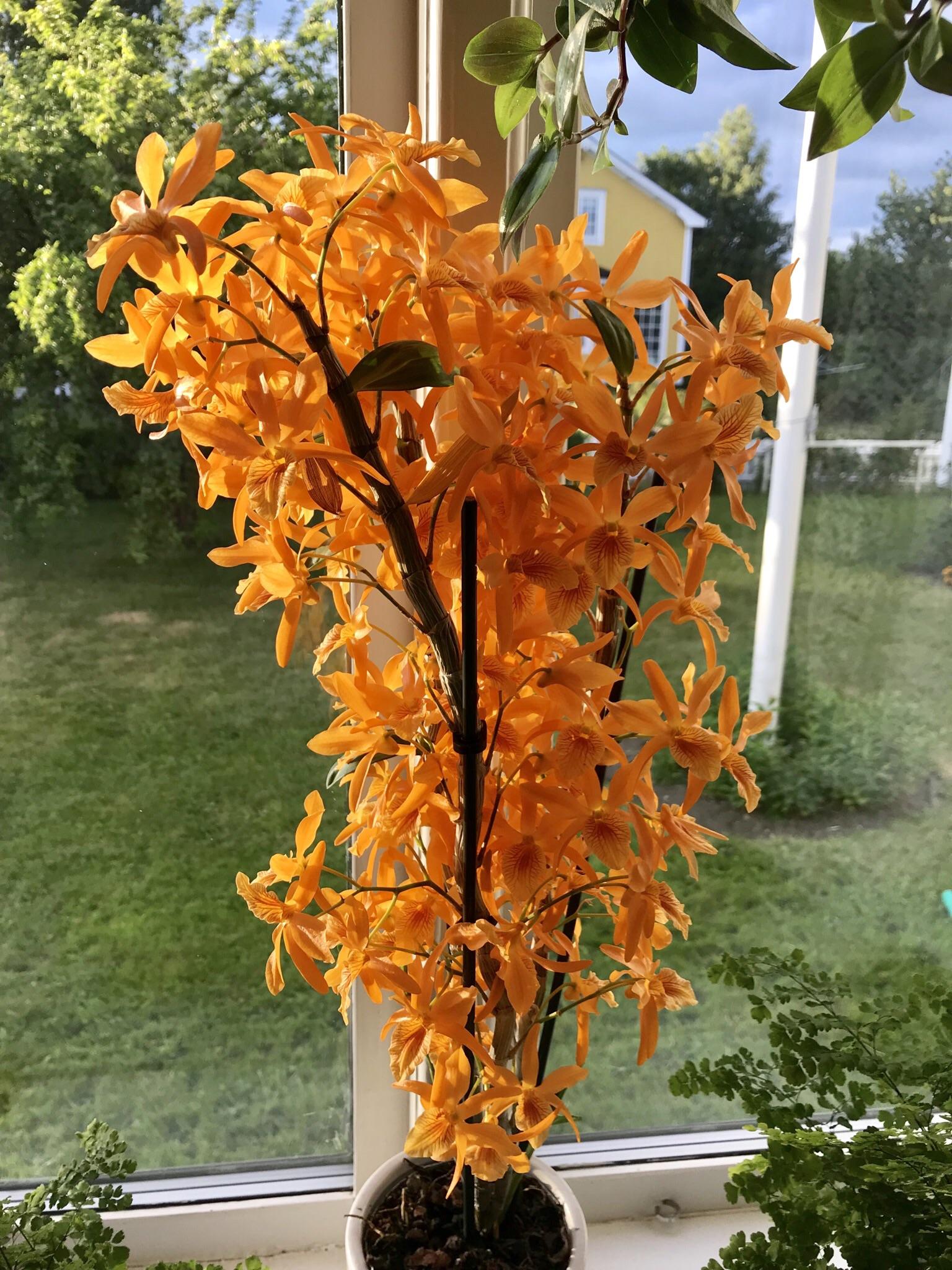 My Firebird Dendrobium Orchid really brightens up my window | Scrolller