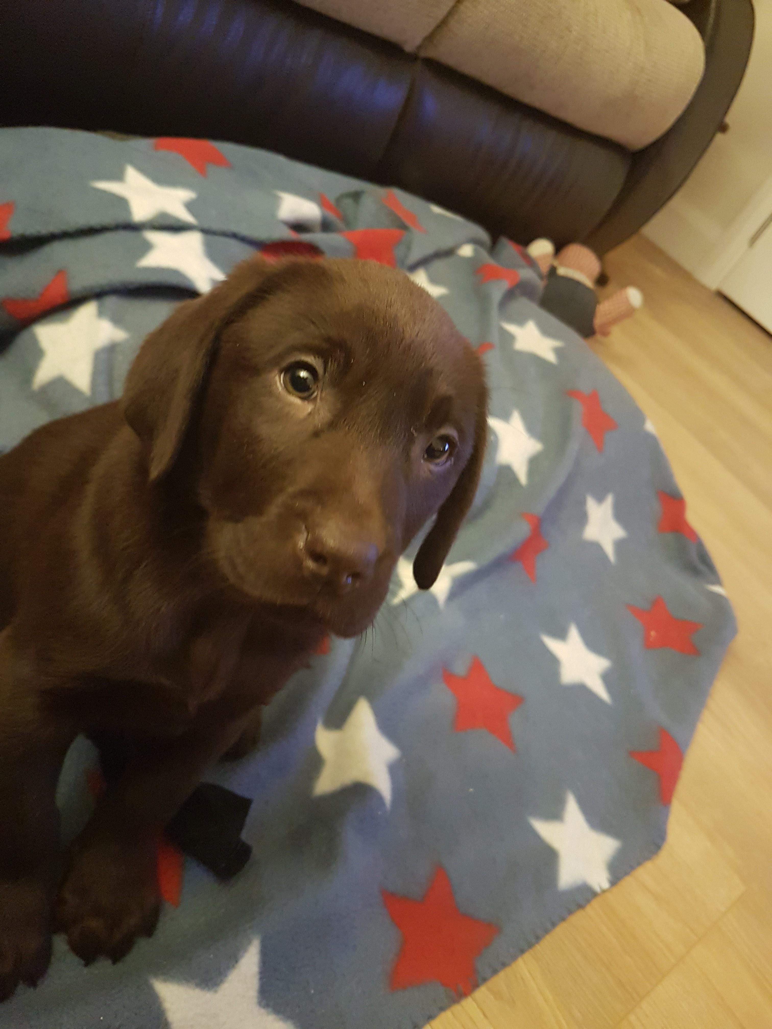 My first chocolate lab, meet Merlin | Scrolller