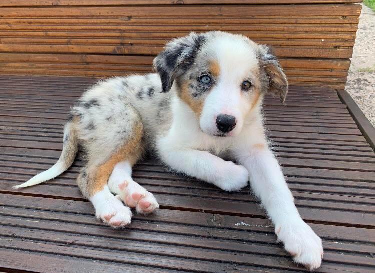 My first ever pupper ️ | Scrolller