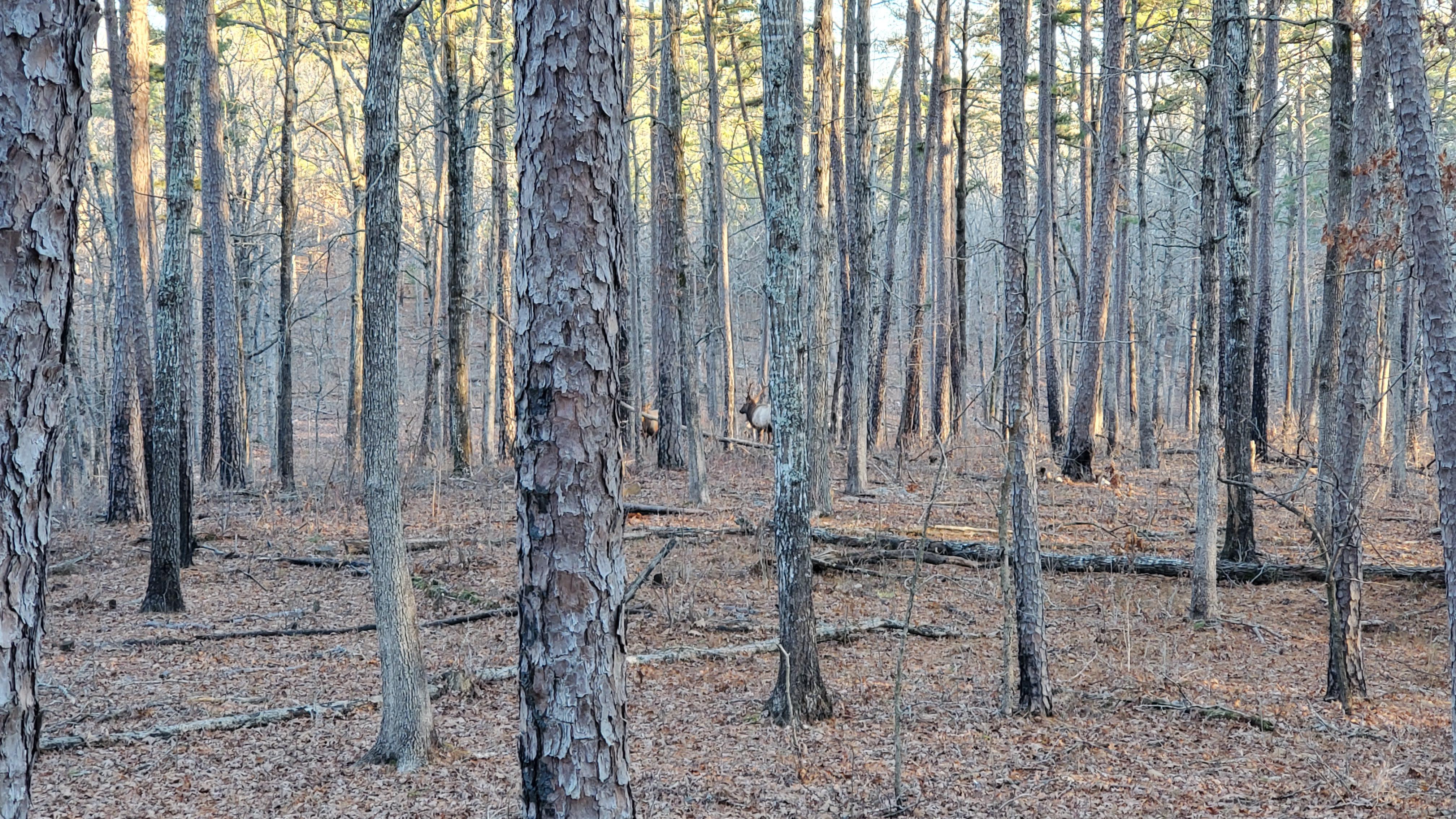My first MO elk encounter | Scrolller