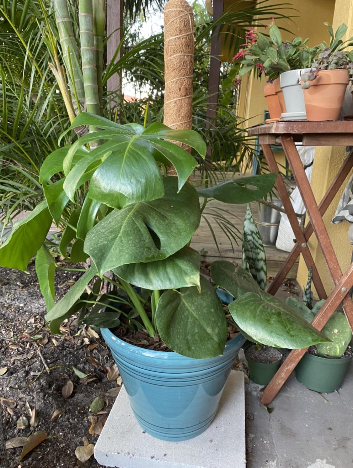 My first monstera 🌱🥰 | Scrolller