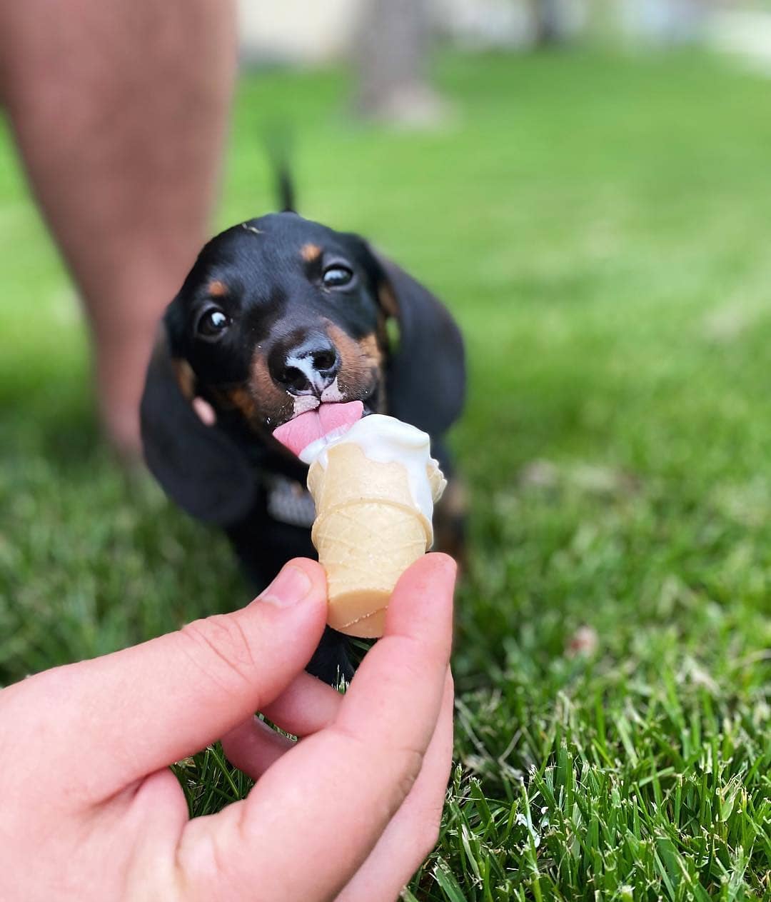 My first pup cup 😋 | Scrolller