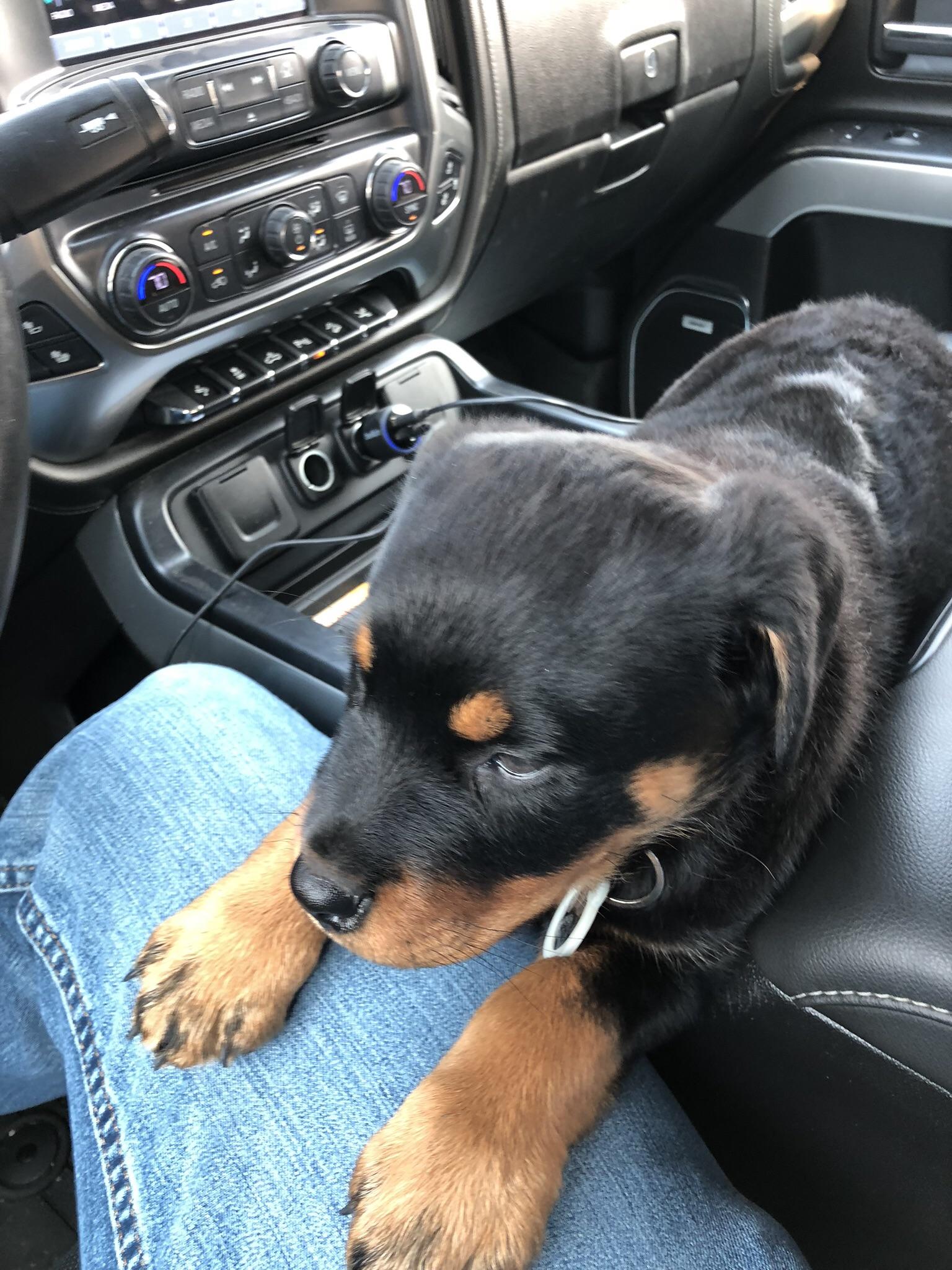 My first Rottweiler | Scrolller