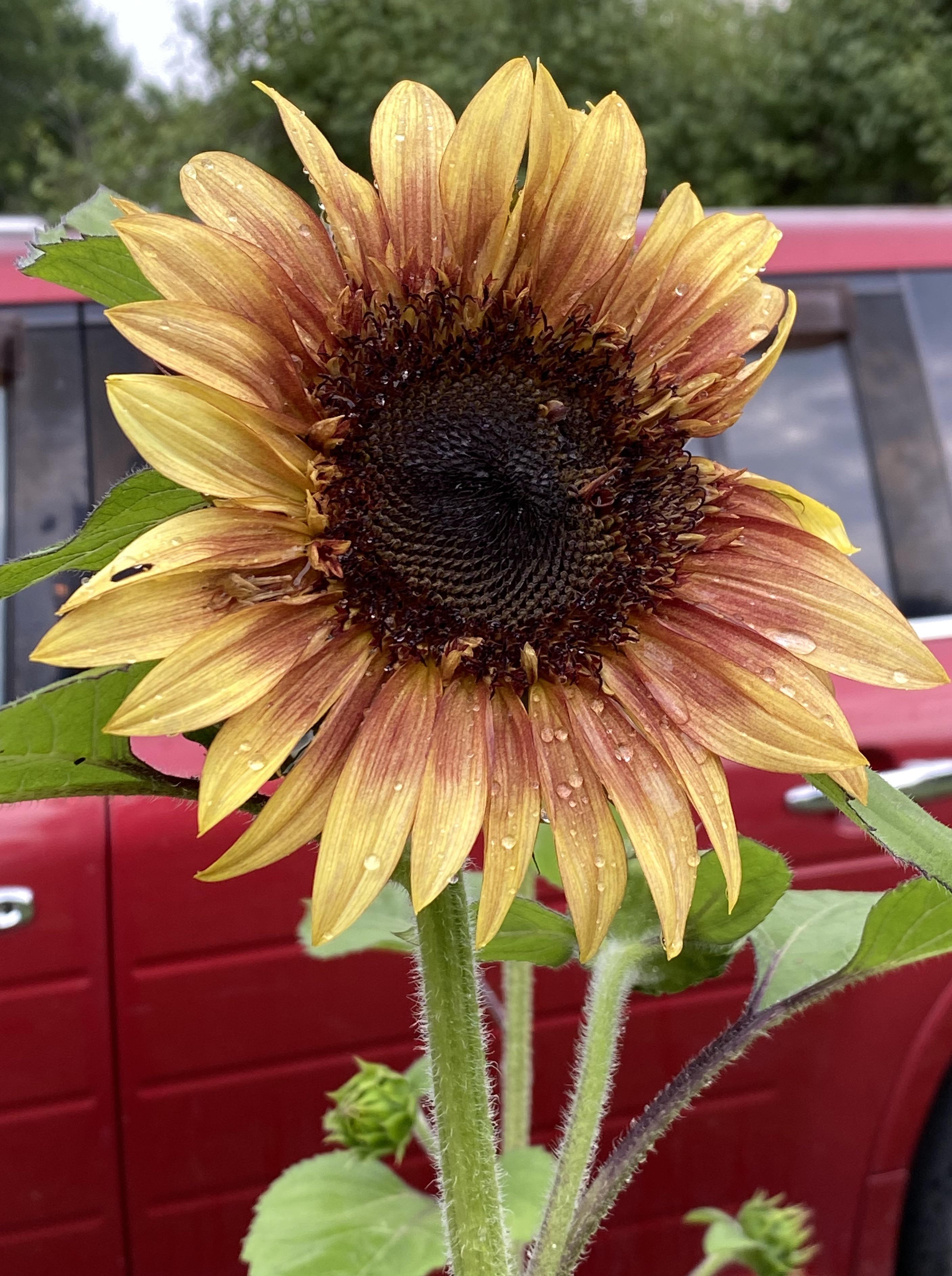 My first sunflower has bloomed! | Scrolller