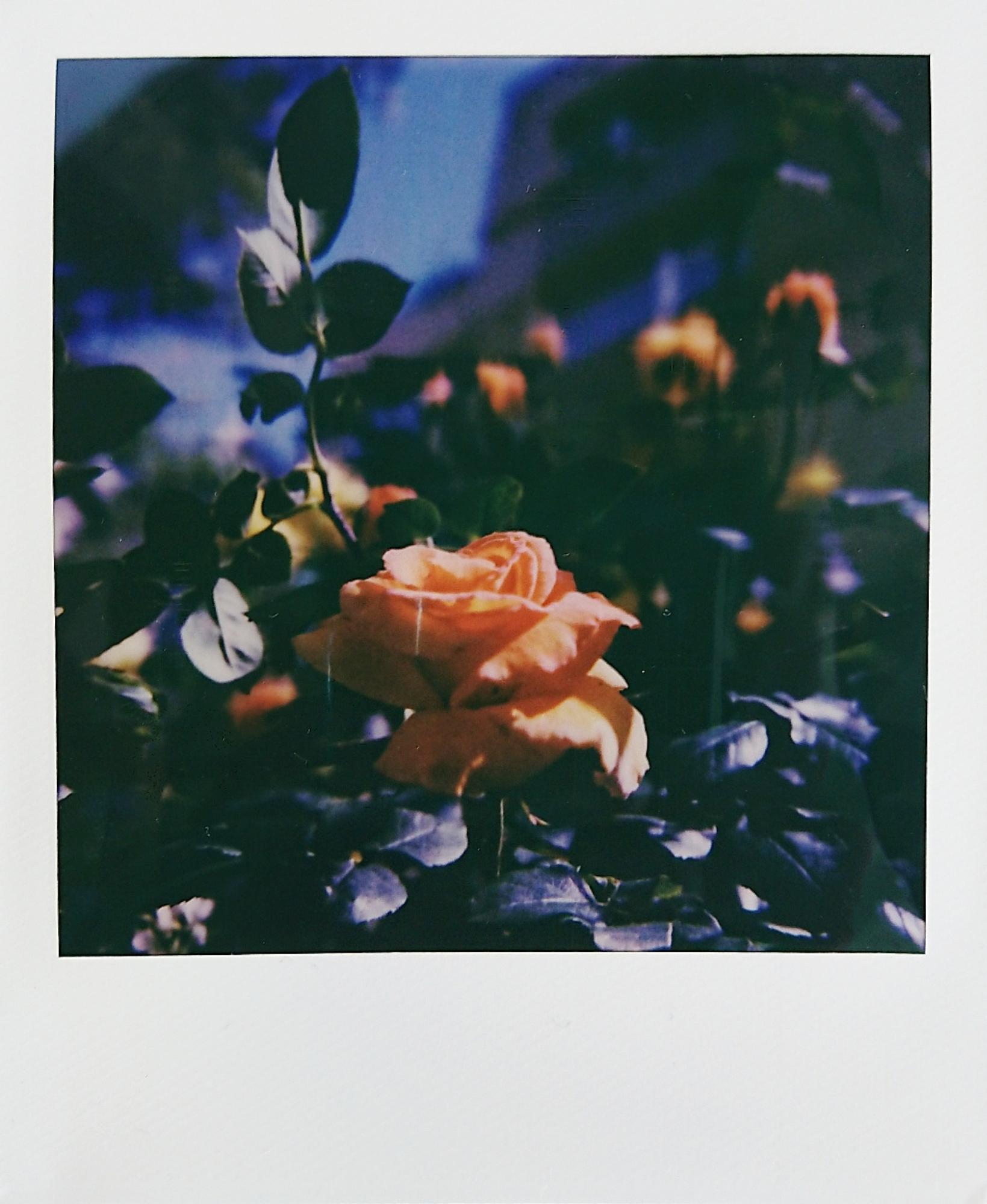 My first time trying close-up. (Sx-70) | Scrolller