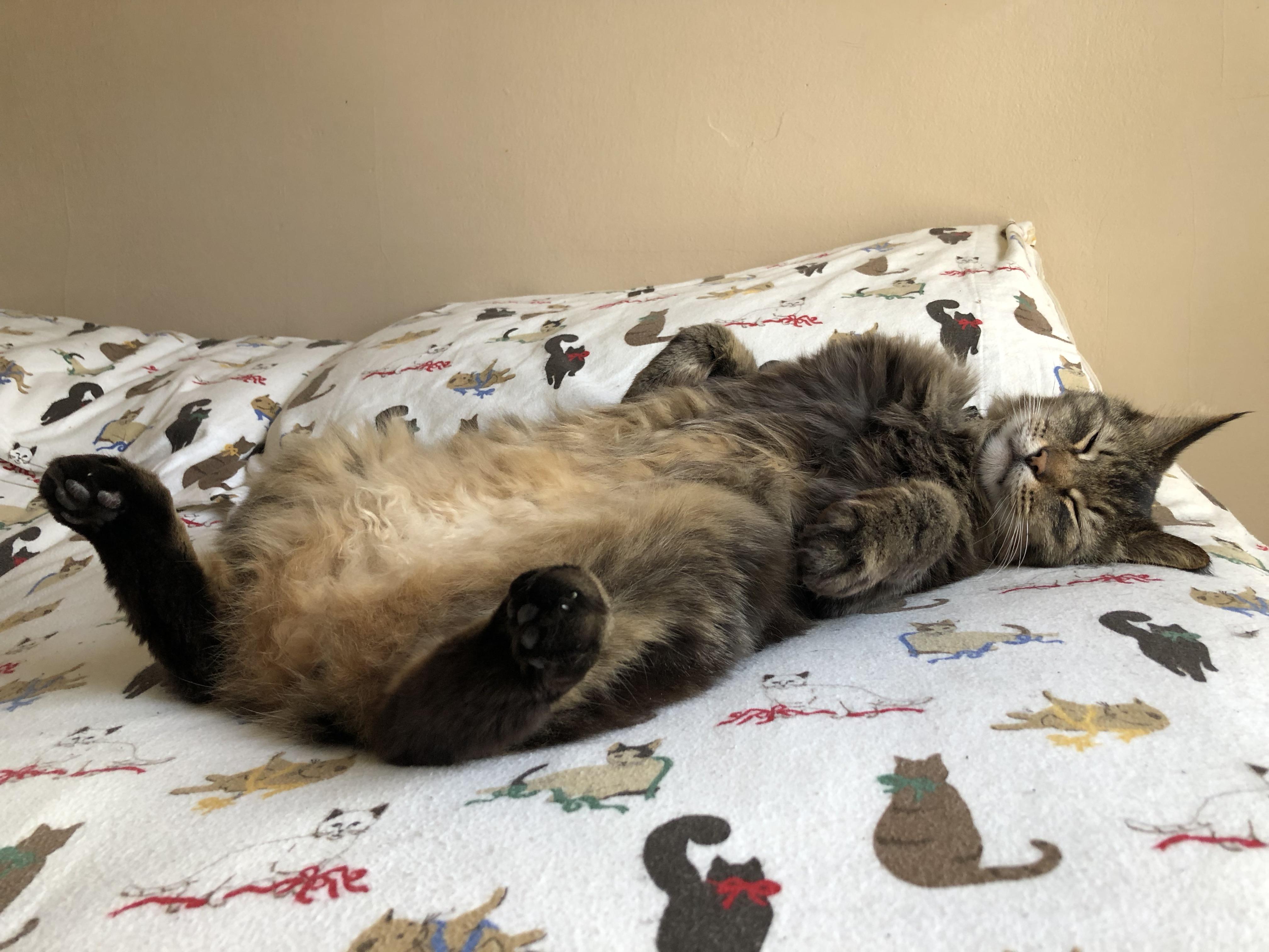 My fluffy boy, Manny | Scrolller