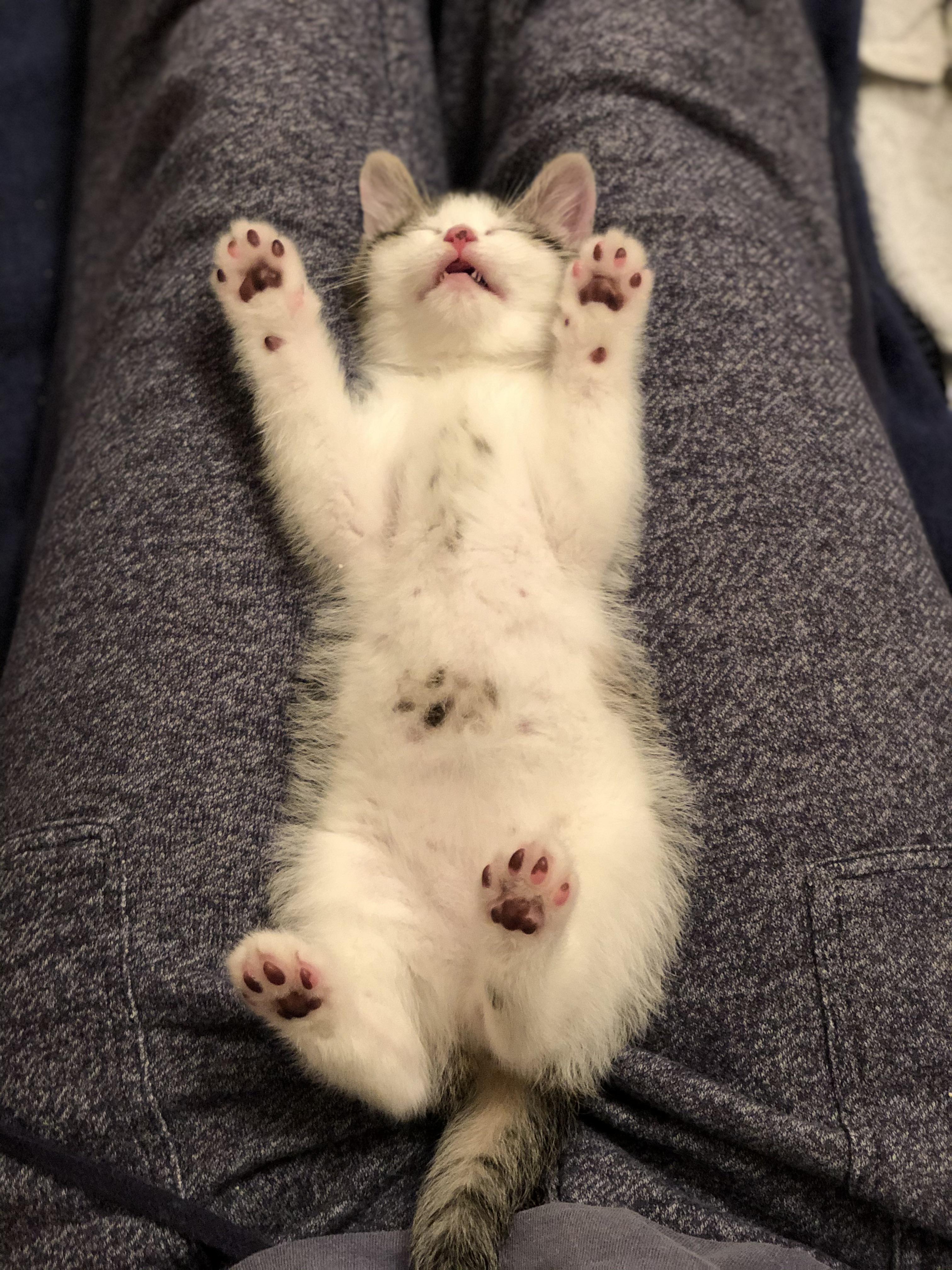 Discover more like Jellybeantoes: My foster kitten loves to show off the beans while snoozing ...