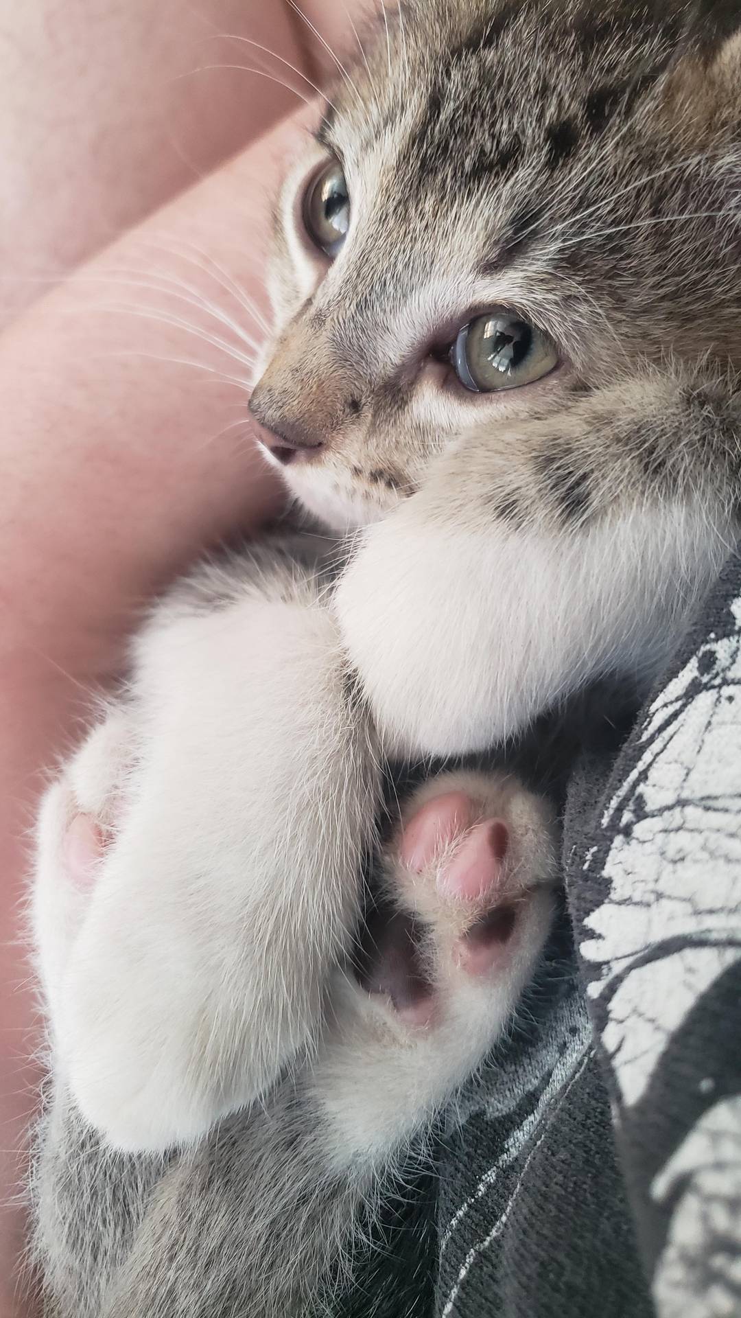 My foster kitten, Mochi! | Scrolller