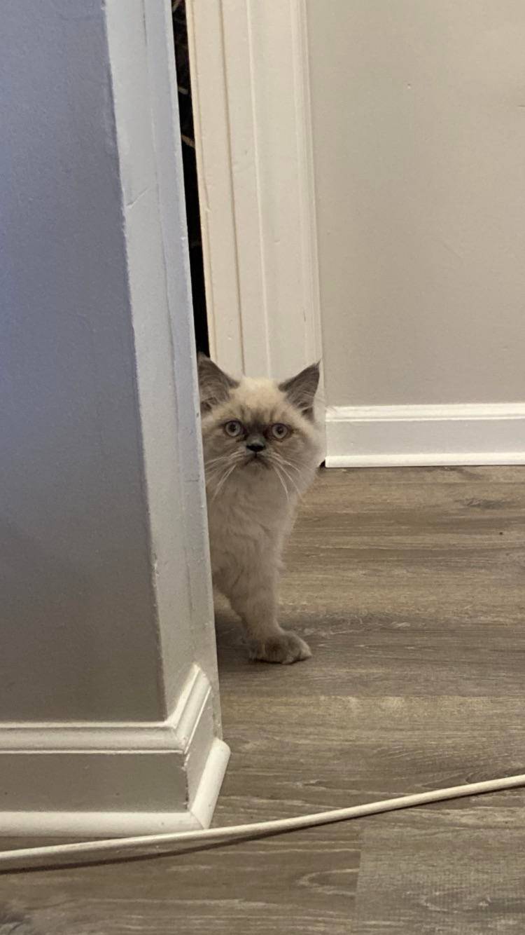 My friends kitten is the mini grumpy cat | Scrolller