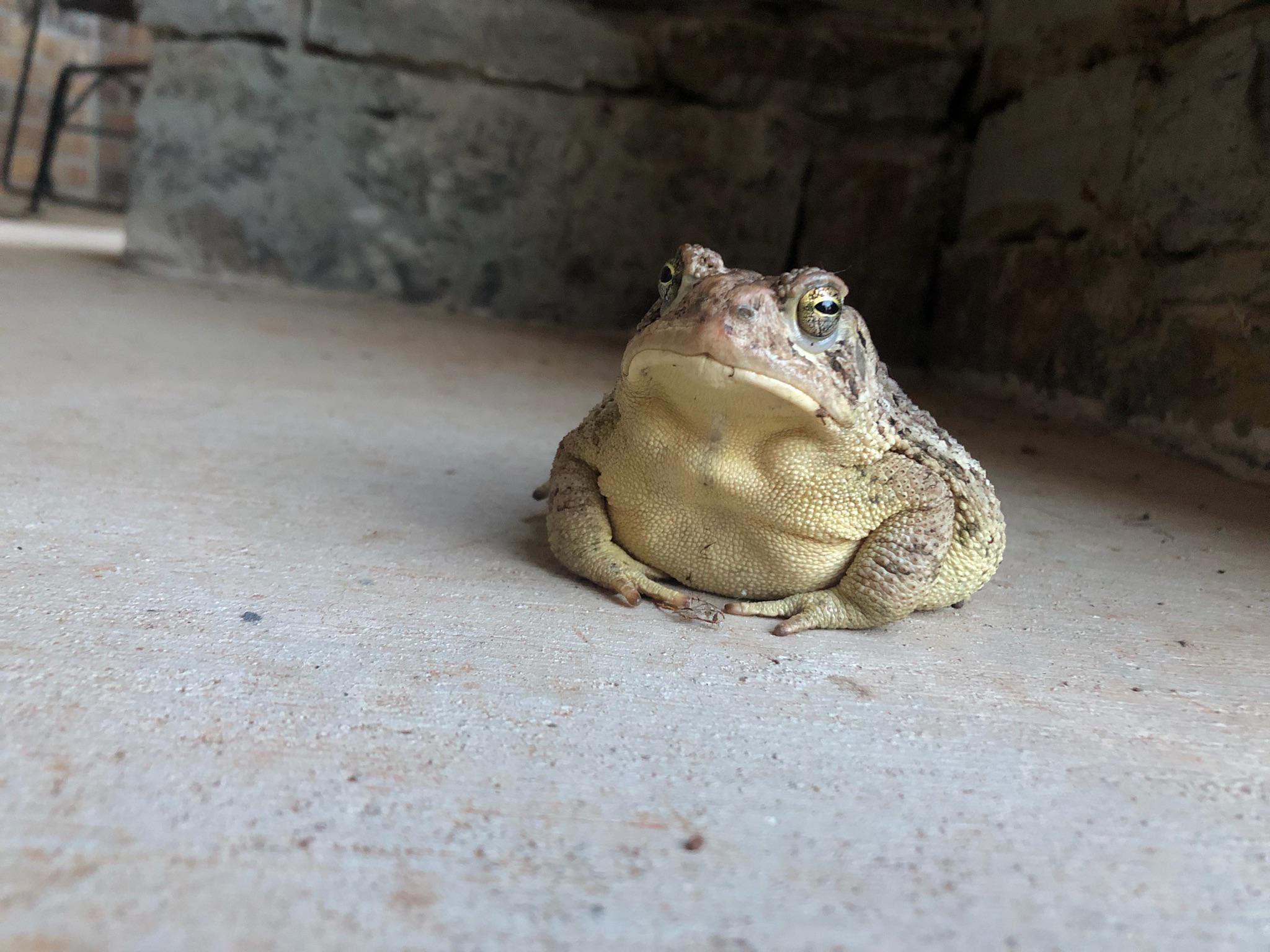 My front porch guard toad. | Scrolller