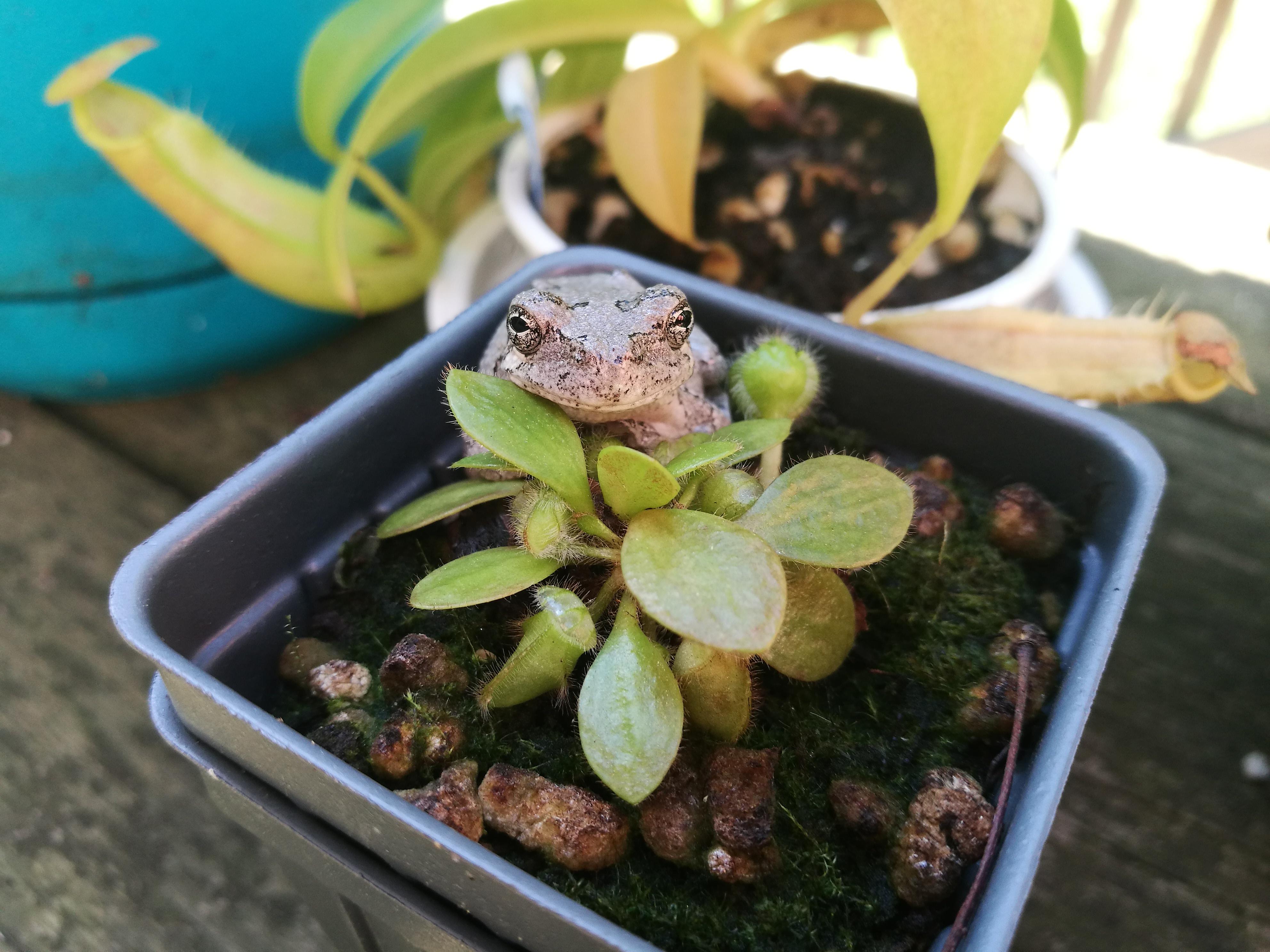 My garden had a happy little visitor today! | Scrolller