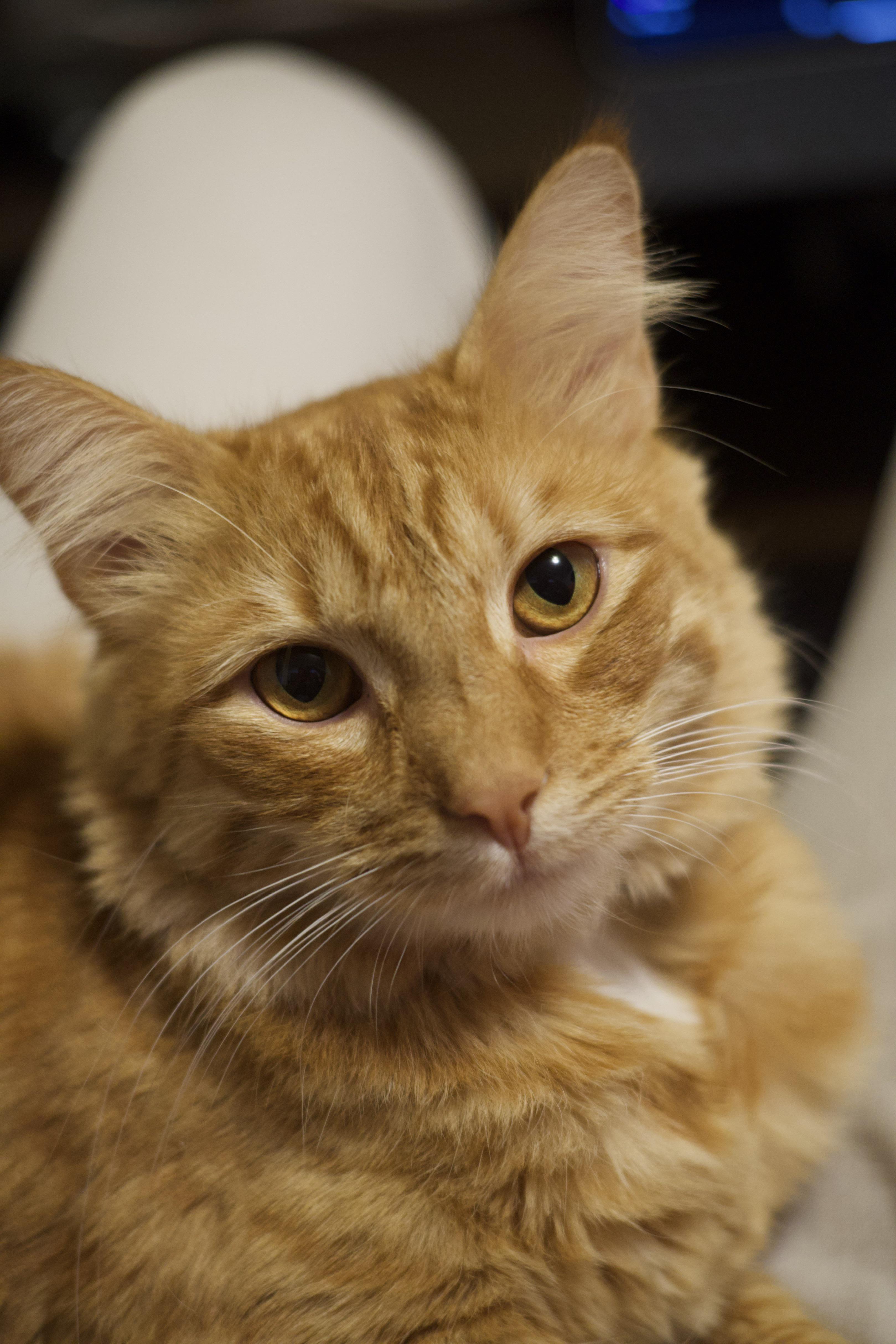 My ginger boy Crispy | Scrolller