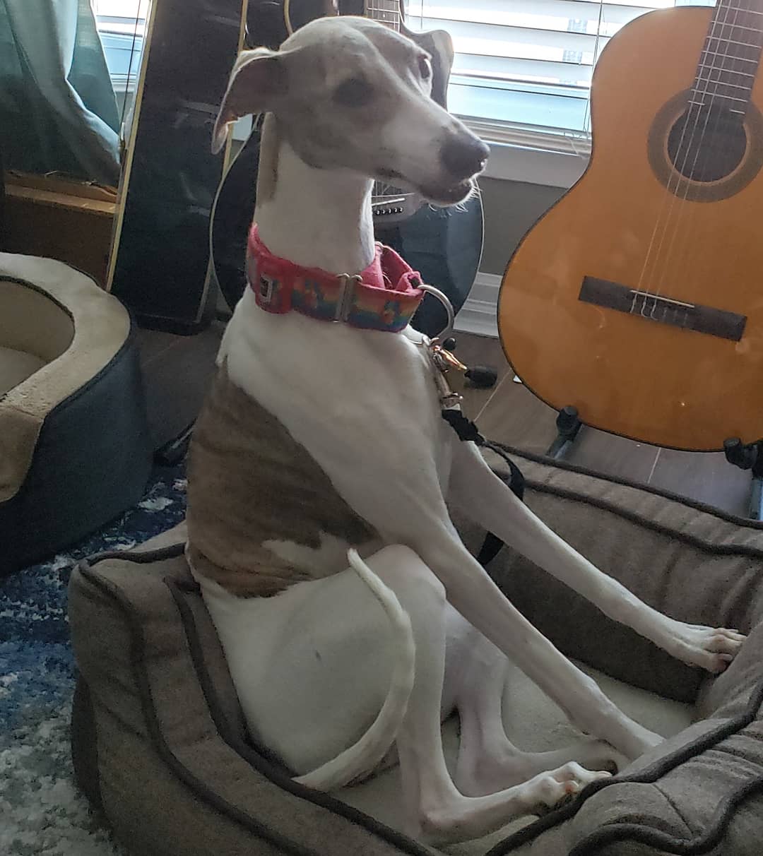 My girl, Winnie, sitting like a weirdo | Scrolller