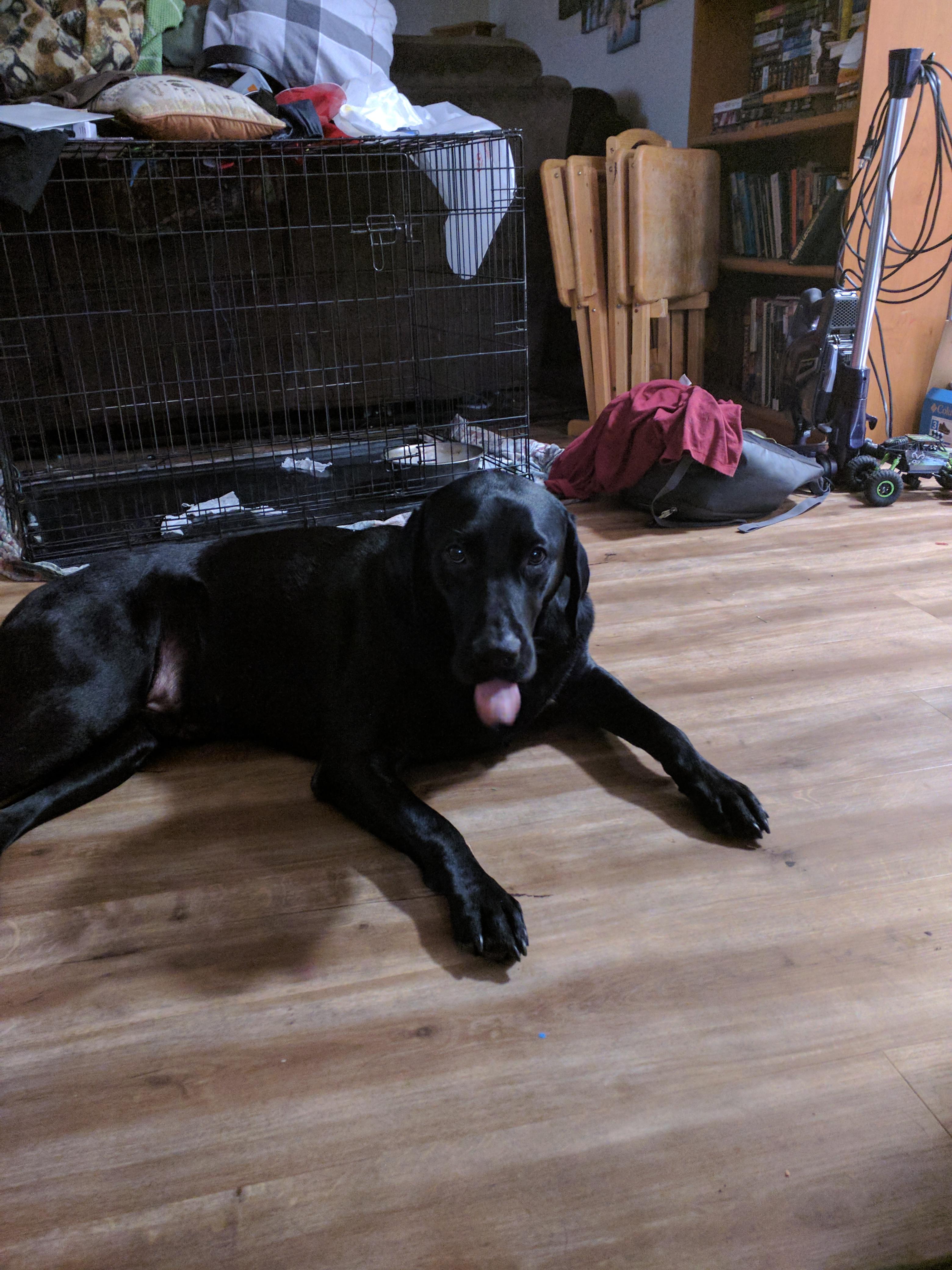 My good boy | Scrolller