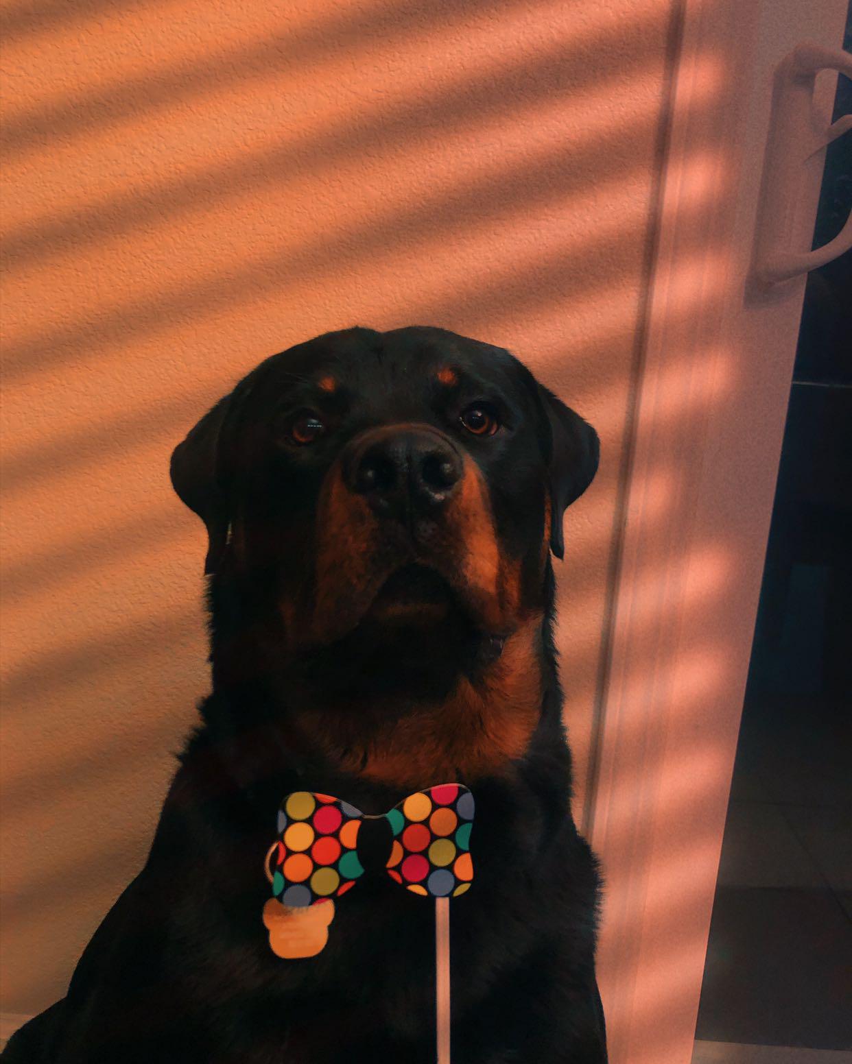 My good boy acting dapper as ever | Scrolller