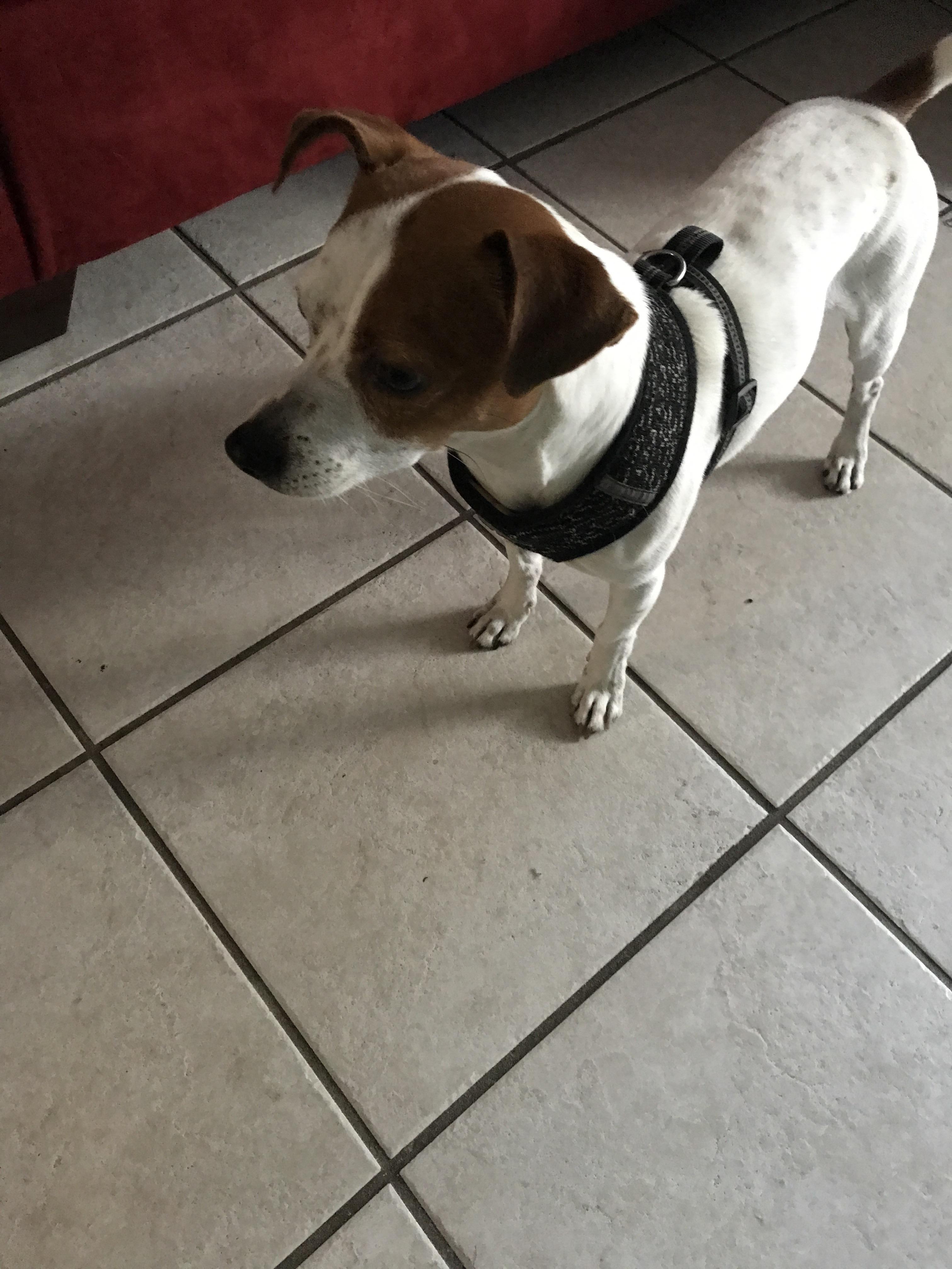 My good boy | Scrolller