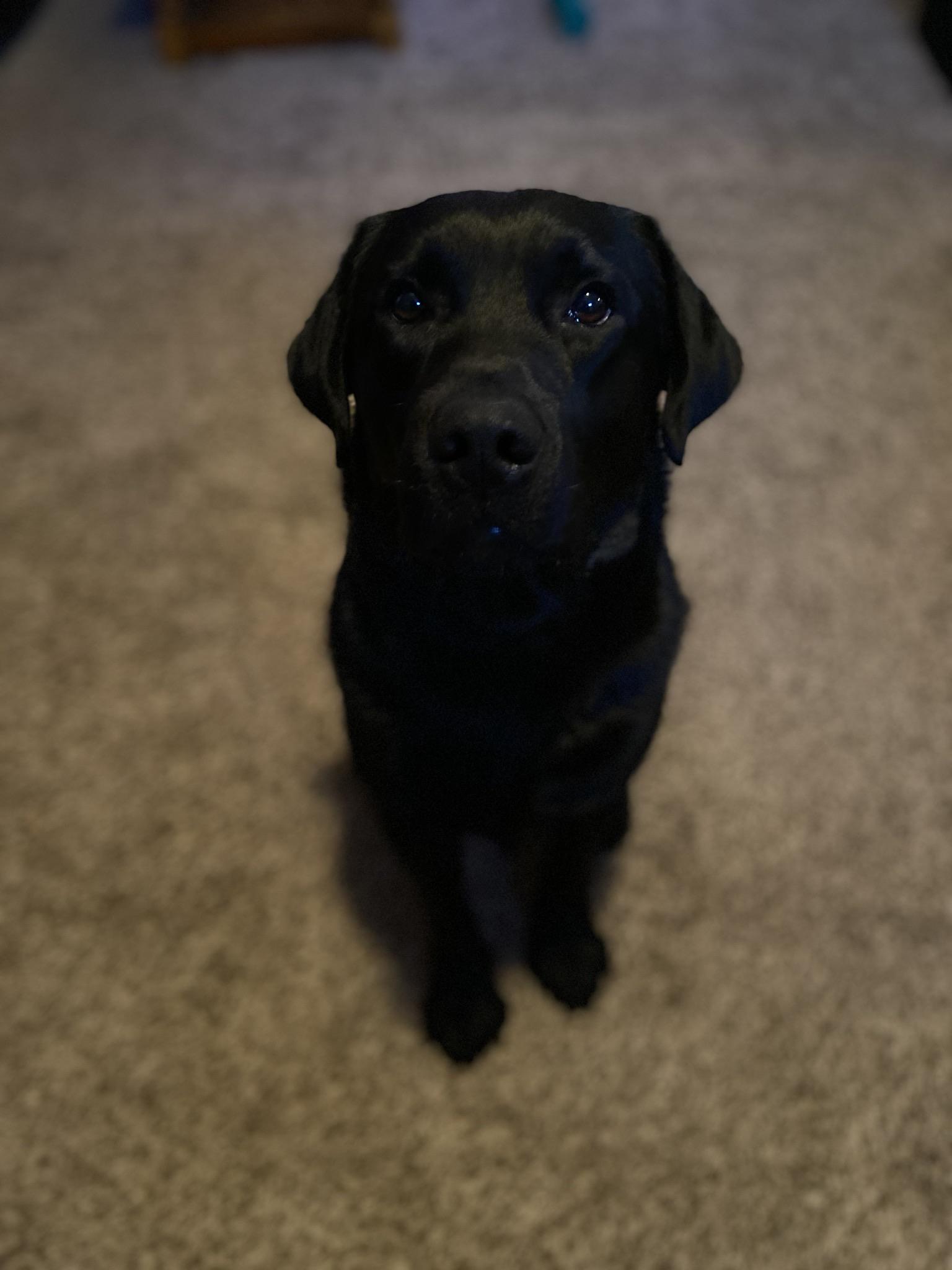 My good boy Tuxedo | Scrolller