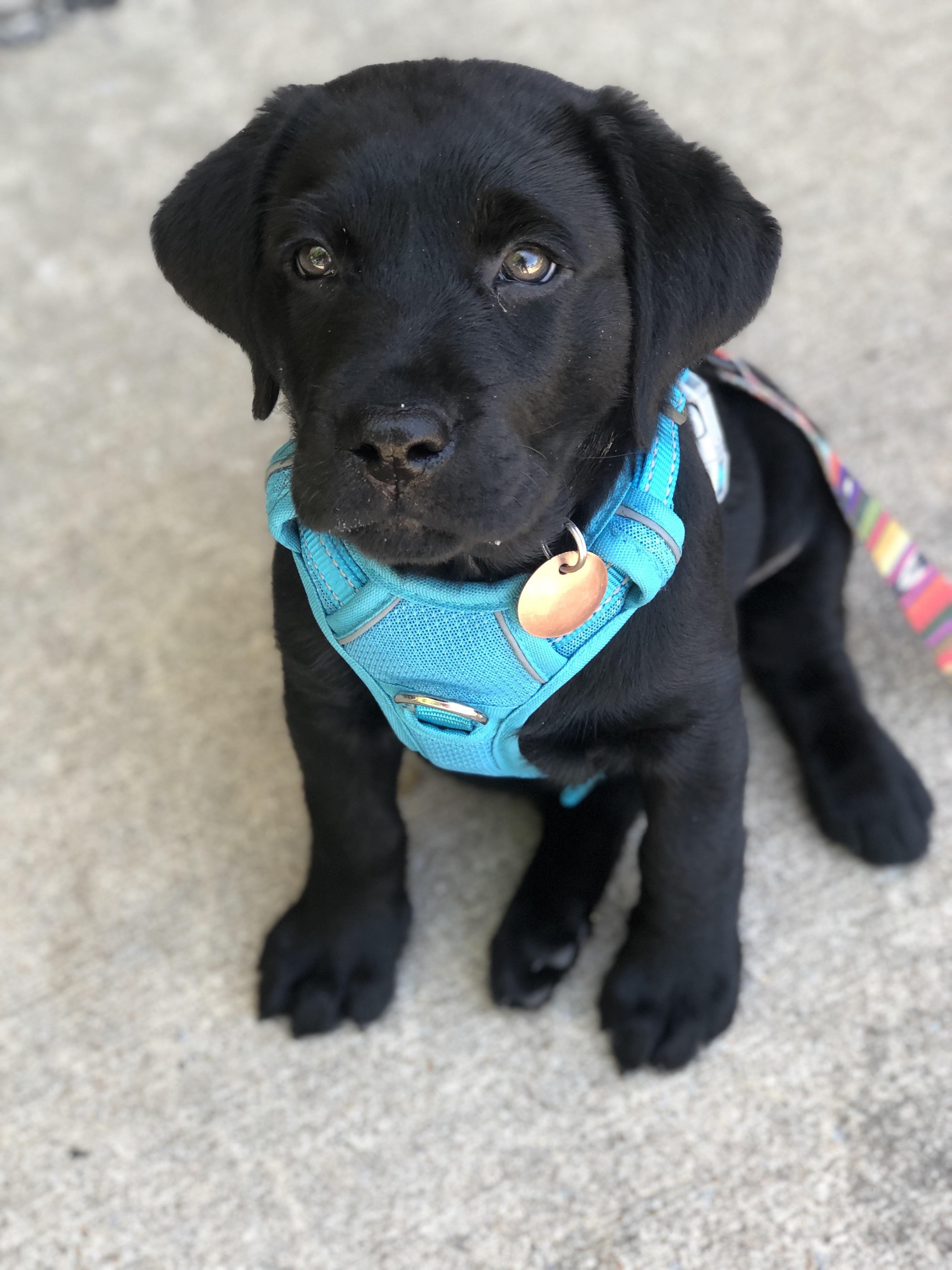 My goodest boy at 10 weeks! 😍 | Scrolller