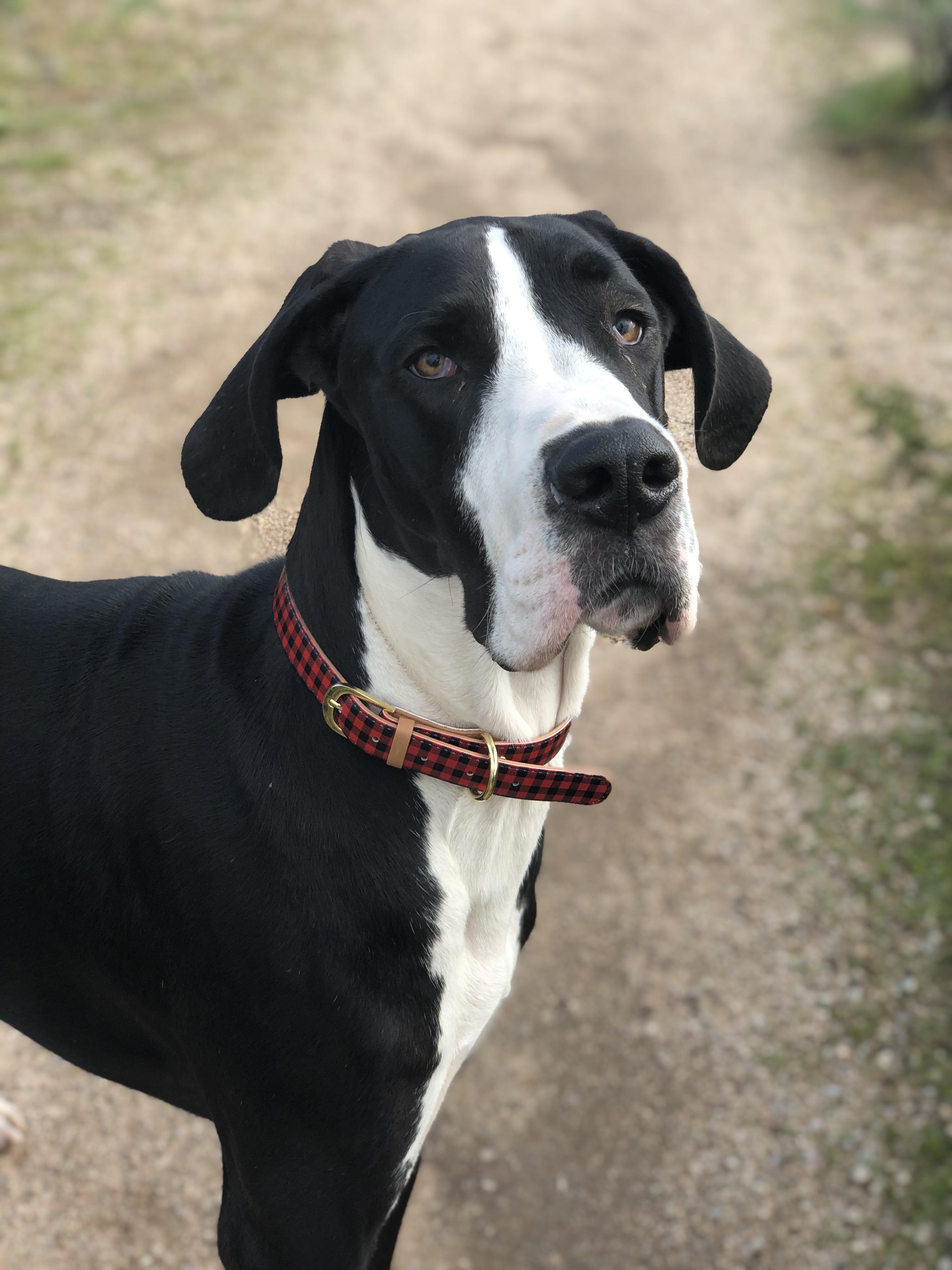 My Great Dane! | Scrolller