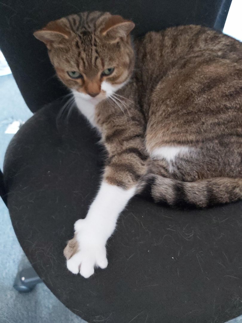 My grumpy girl Zora flexing her toes and thumb | Scrolller