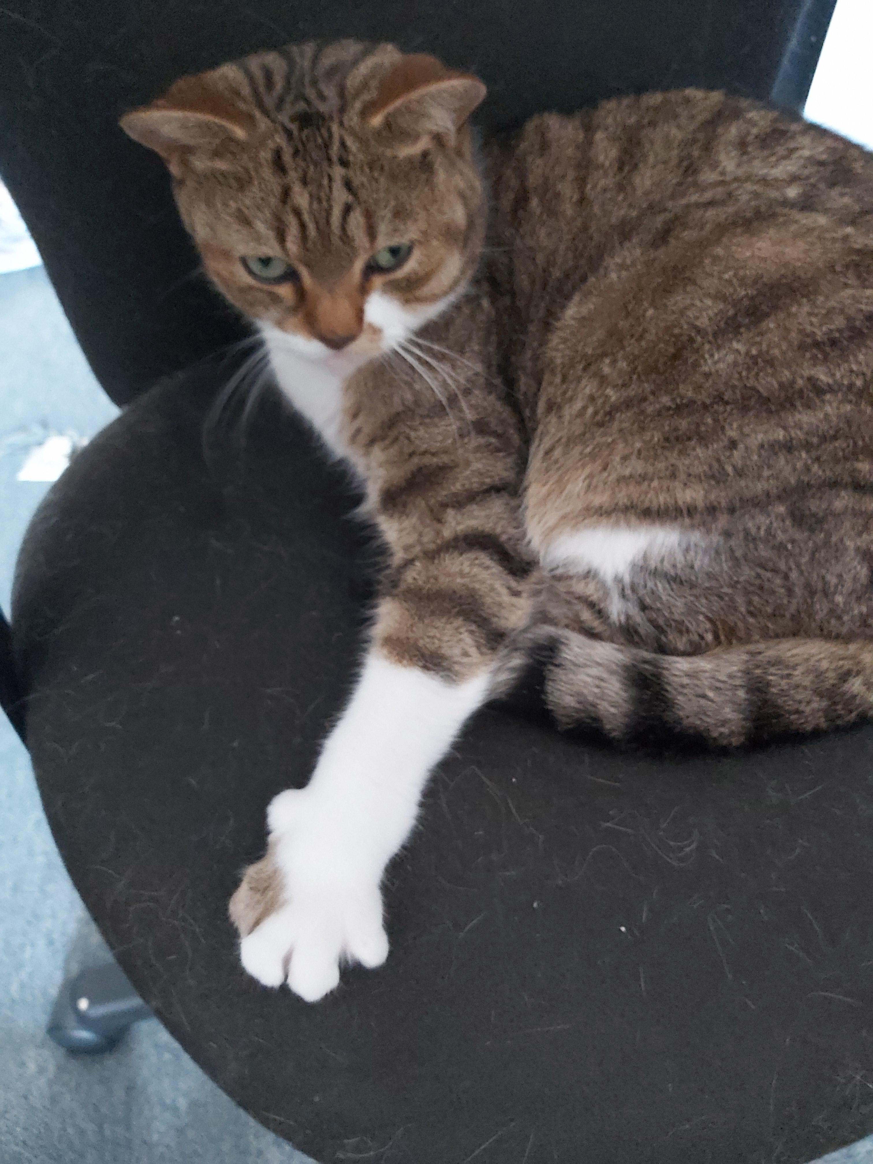 My grumpy girl Zora flexing her toes and thumb | Scrolller